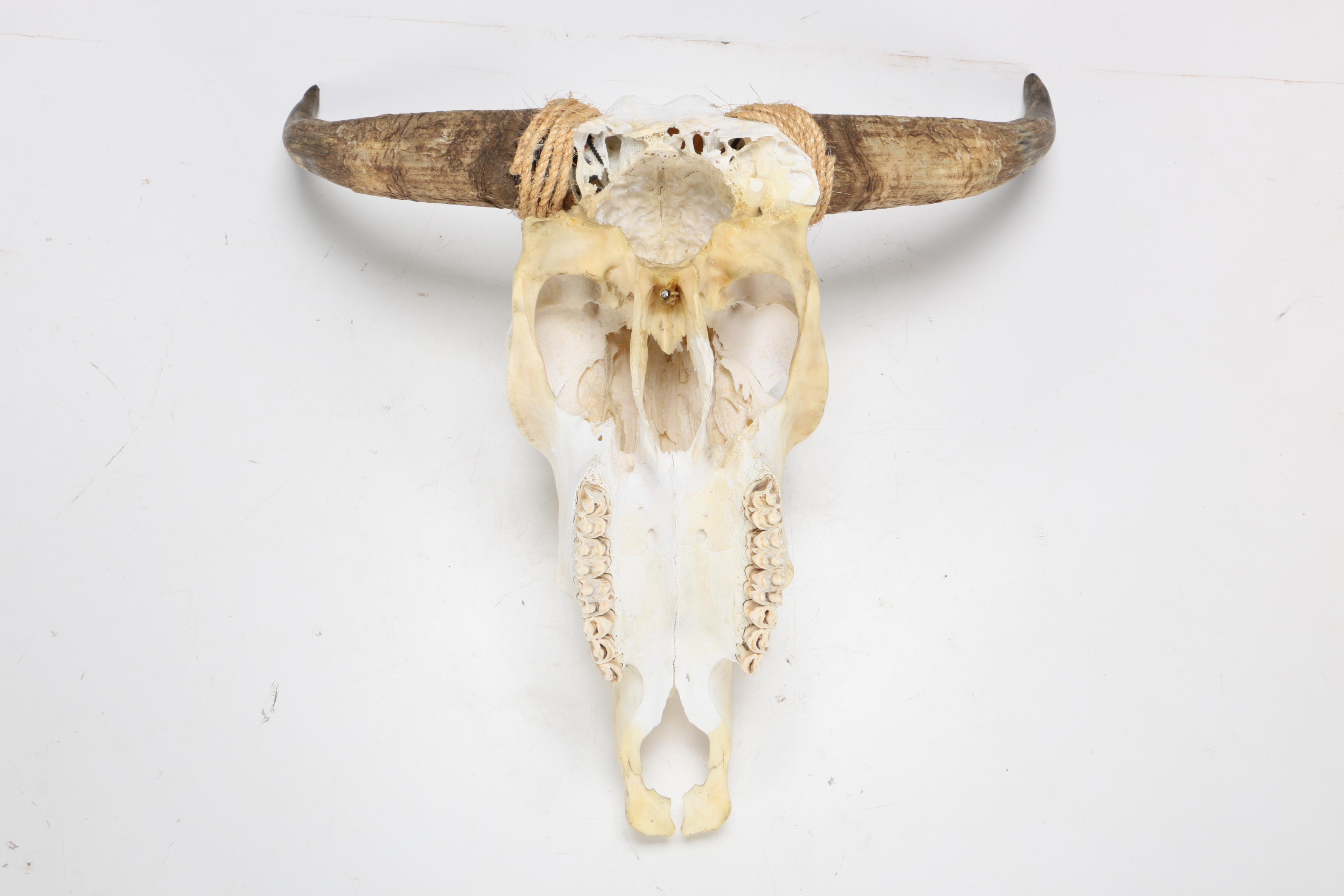 Bleached Bovid Skull | EBTH