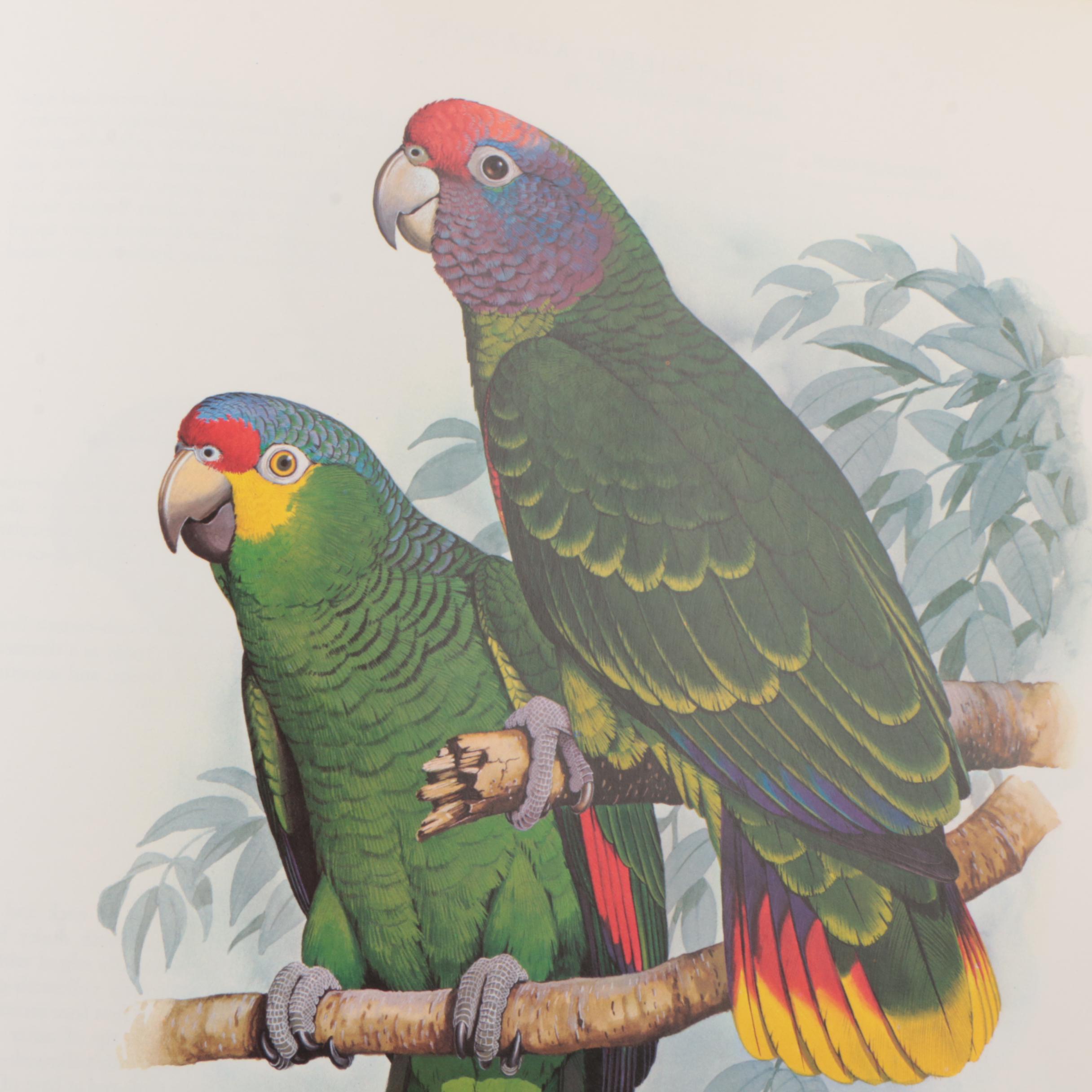 1973 "Parrots of the World" by Joseph M. Forshaw | EBTH