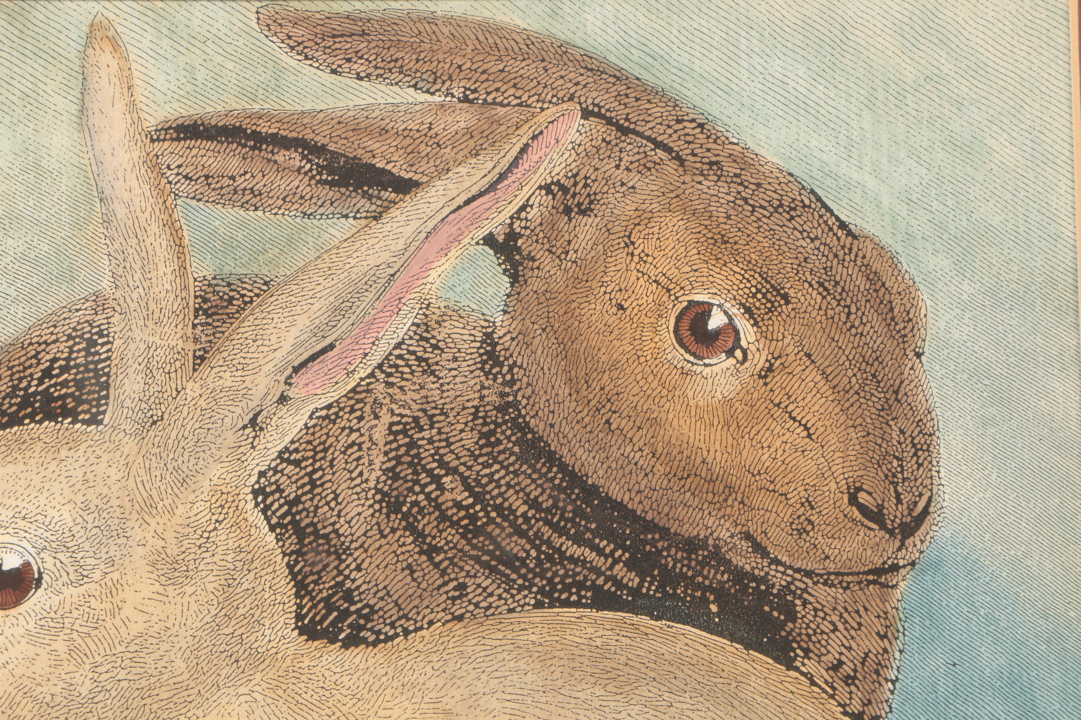 Hand-Colored Lithograph of Rabbits | EBTH