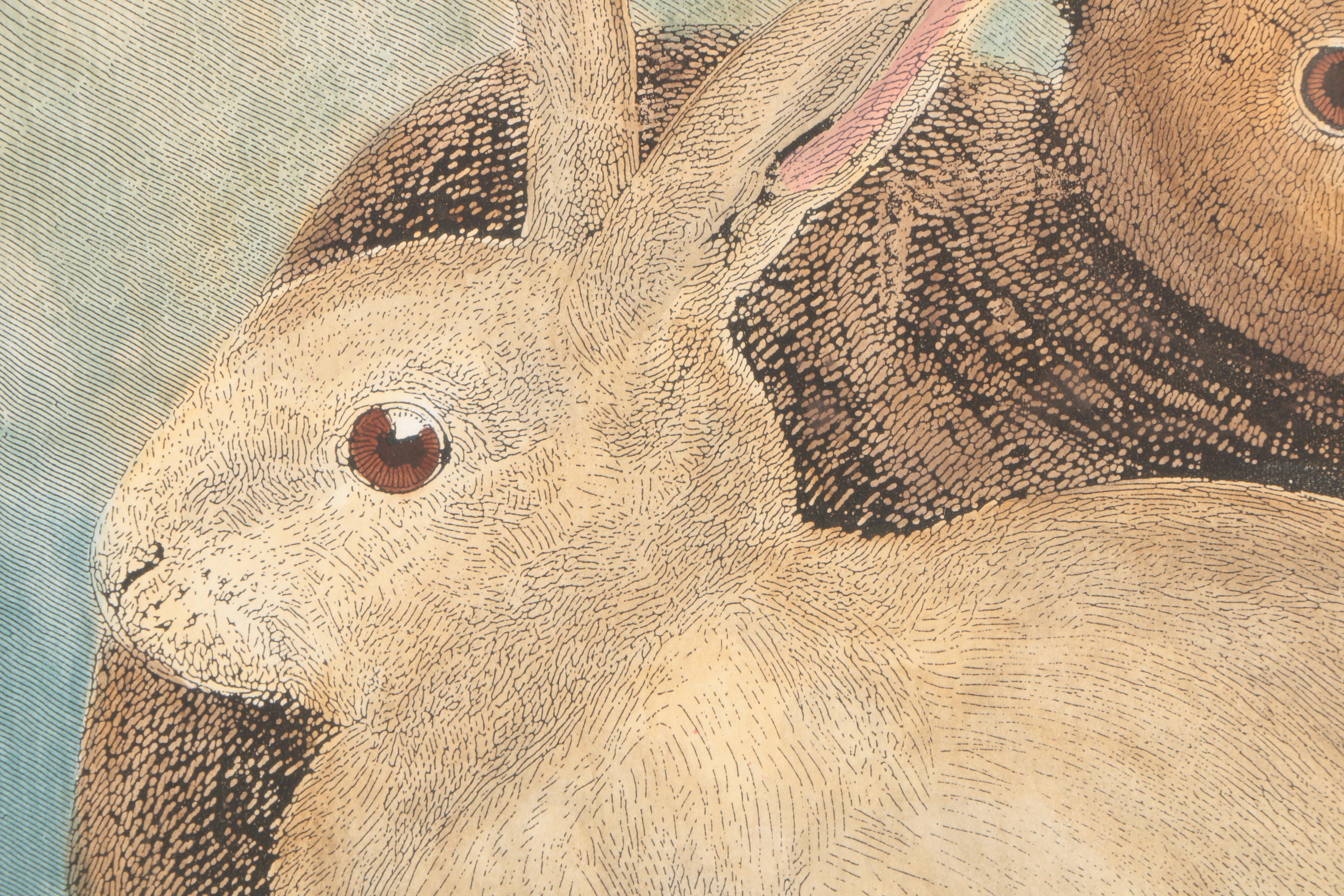 Hand-Colored Lithograph of Rabbits | EBTH