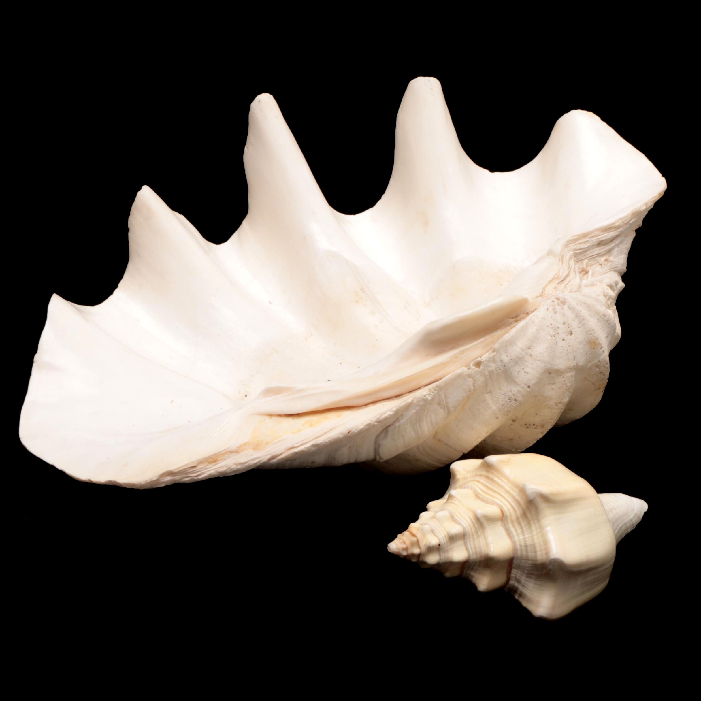 Giant Clam and Large Conch Shells | EBTH