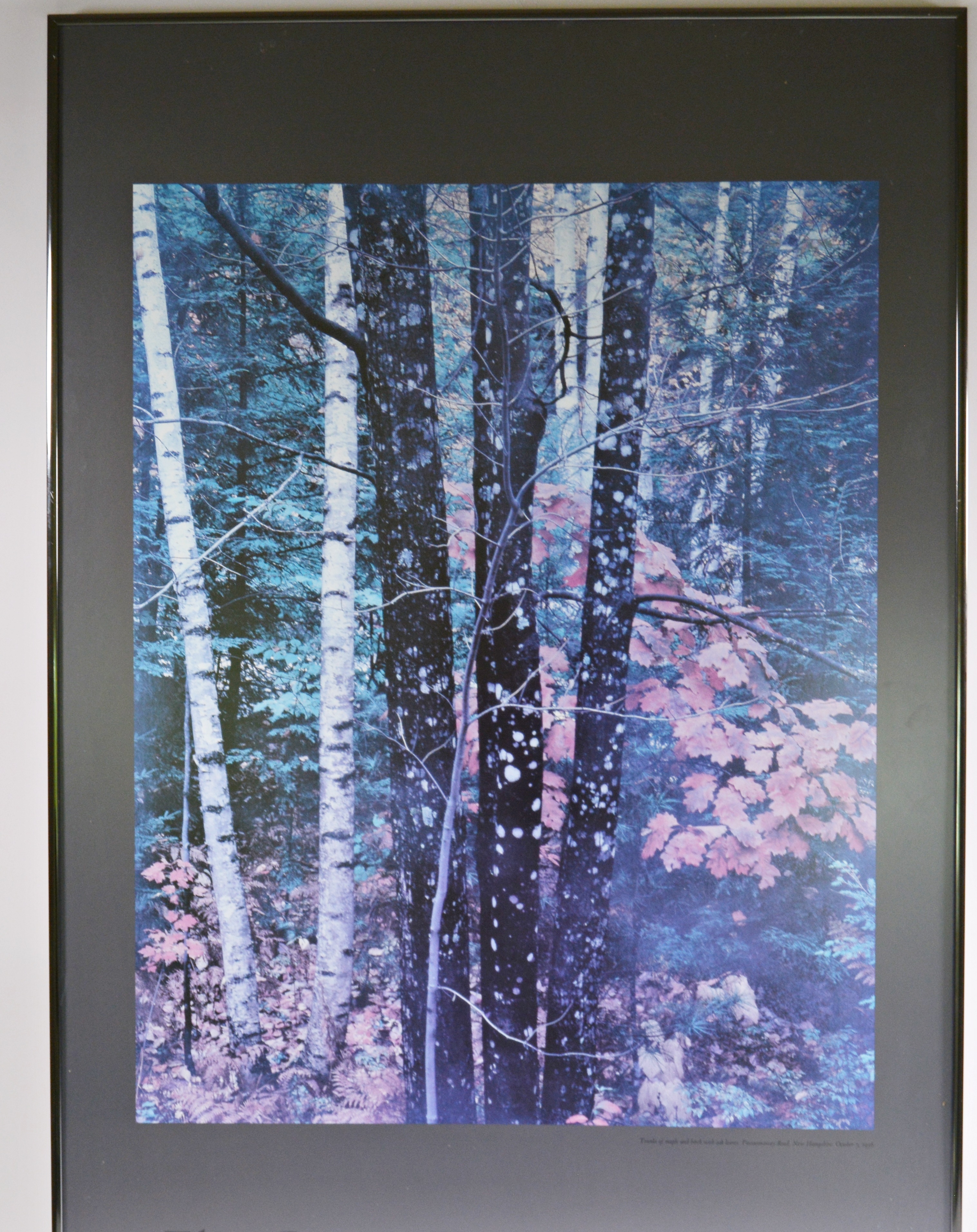 "Intimate Landscapes" Museum Exhibition Posters after Eliot Porter | EBTH