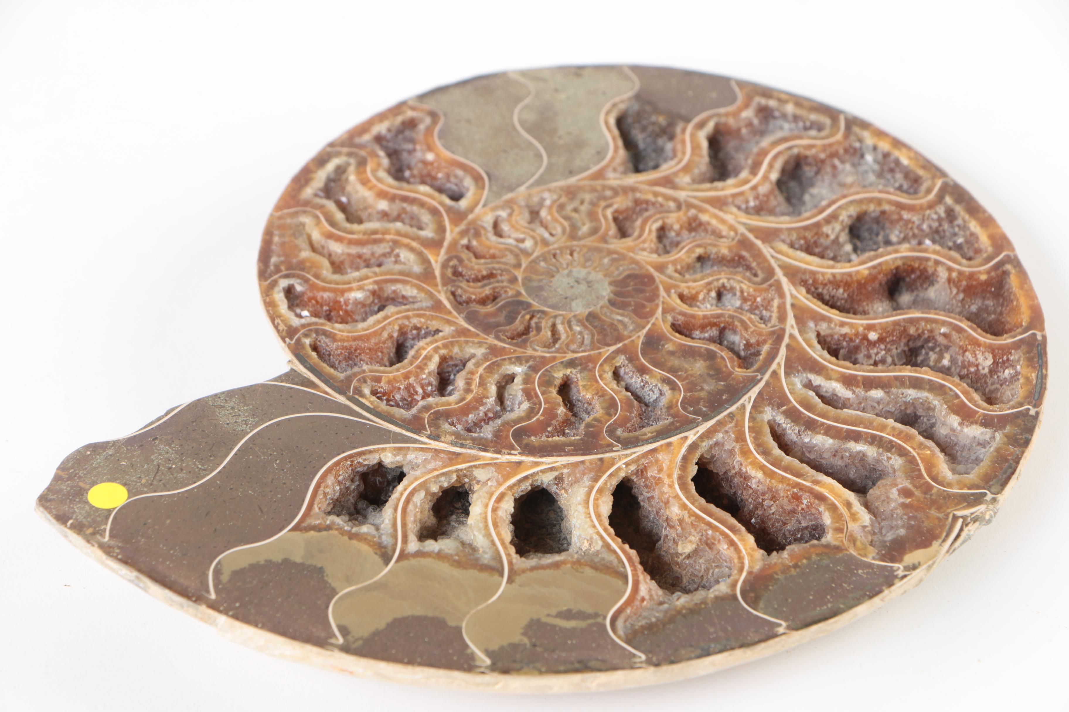 Polished Coiled Ammonite Fossil Slices | EBTH