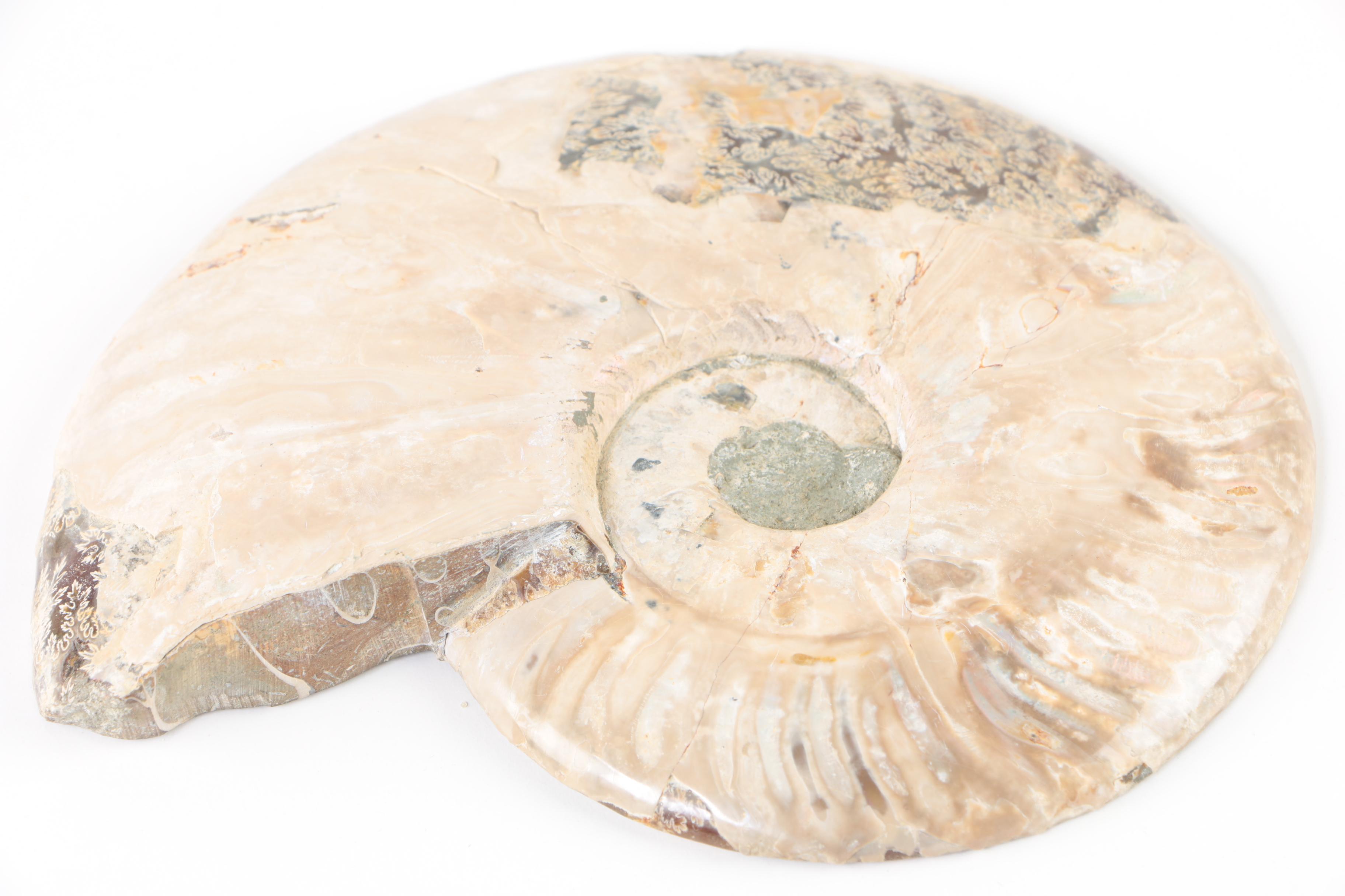 Polished Coiled Ammonite Fossil Slices | EBTH