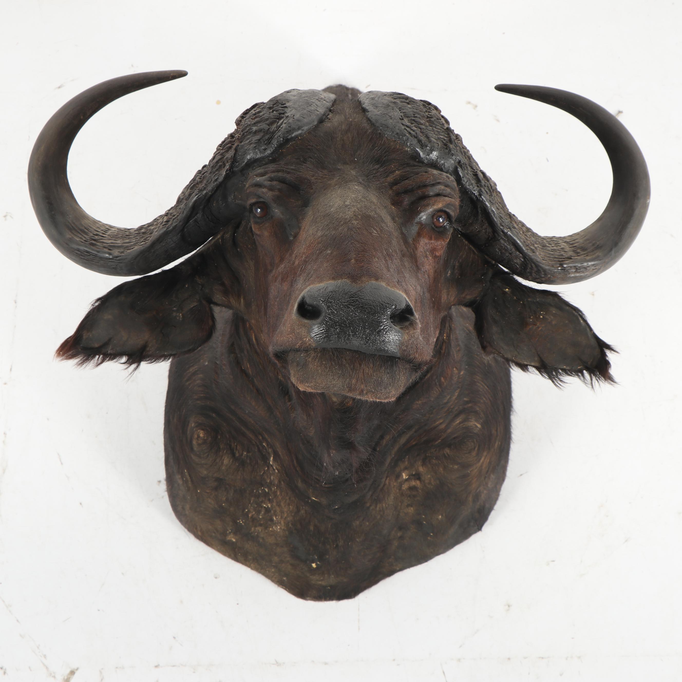 Taxidermy African Cape Buffalo Head | EBTH