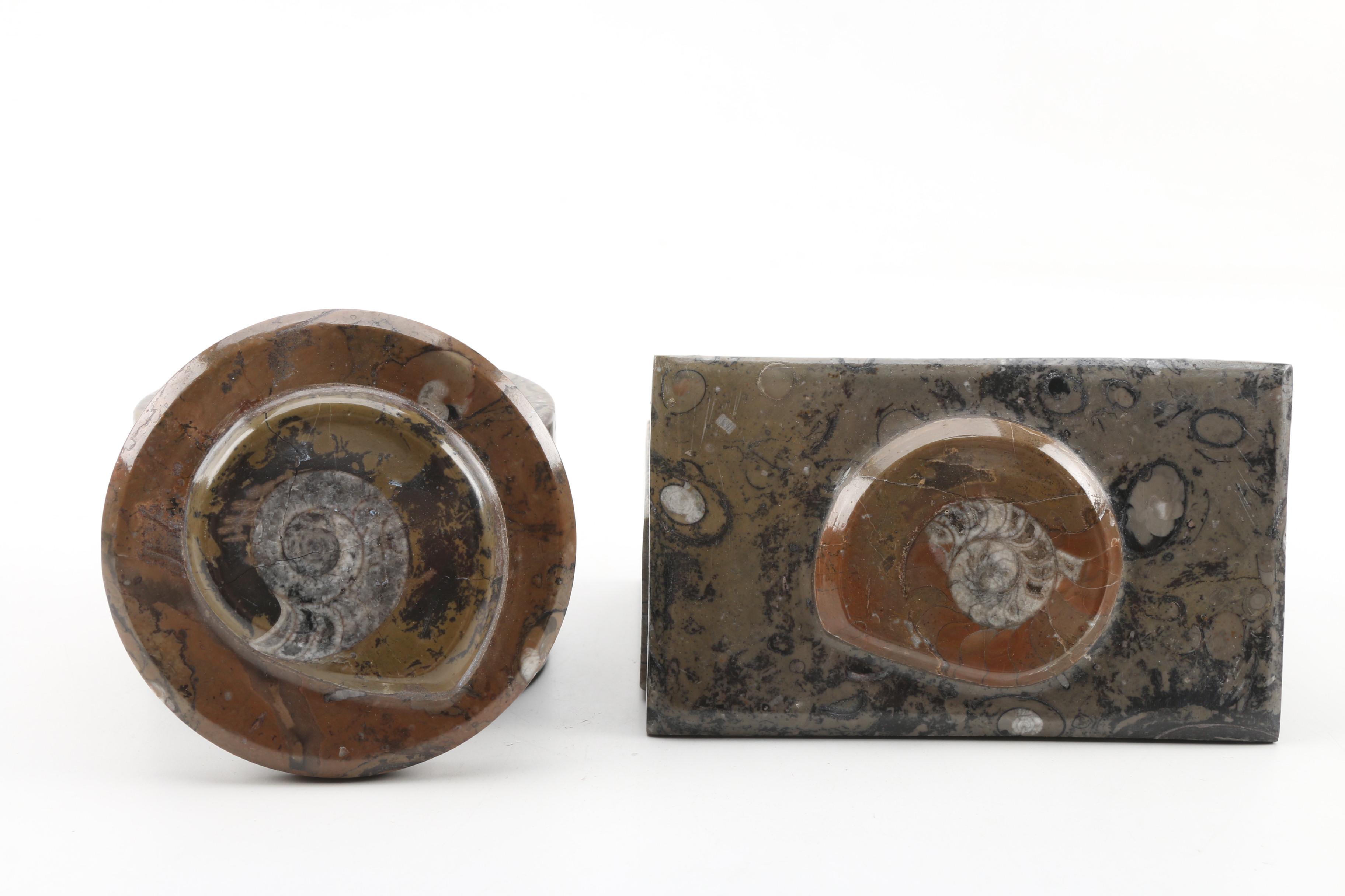 Polished Coiled Ammonoid Trinket Boxes and Specimen | EBTH