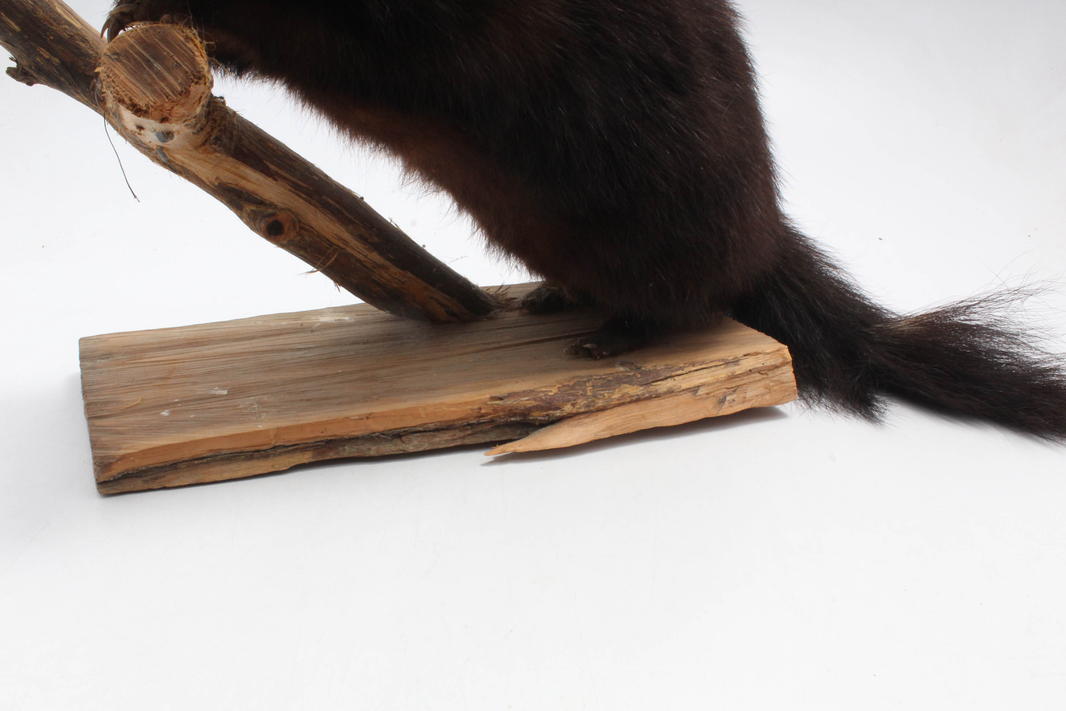 Taxidermy "Star" Skunk Full Body Mount | EBTH