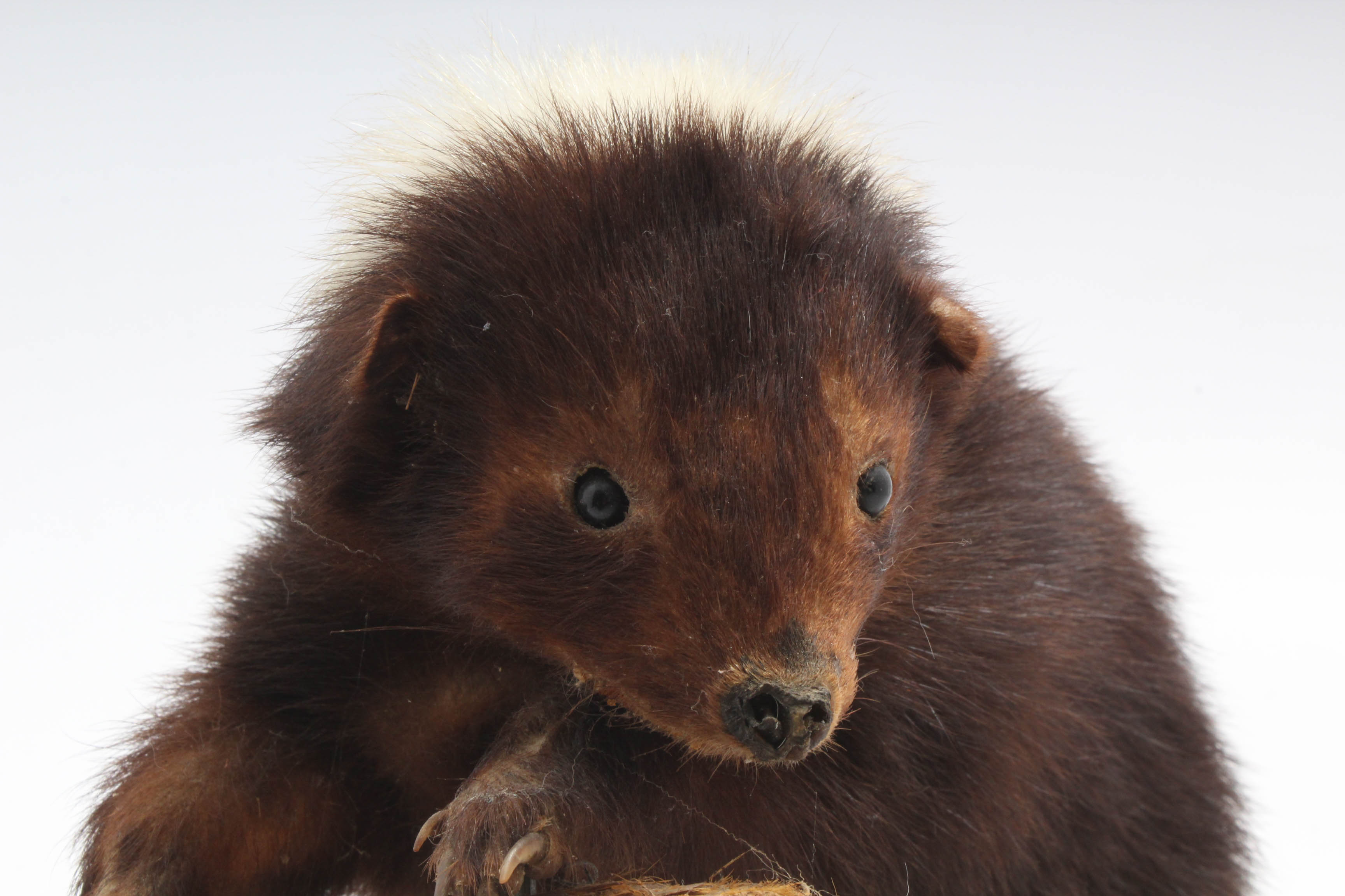 Taxidermy "Star" Skunk Full Body Mount | EBTH