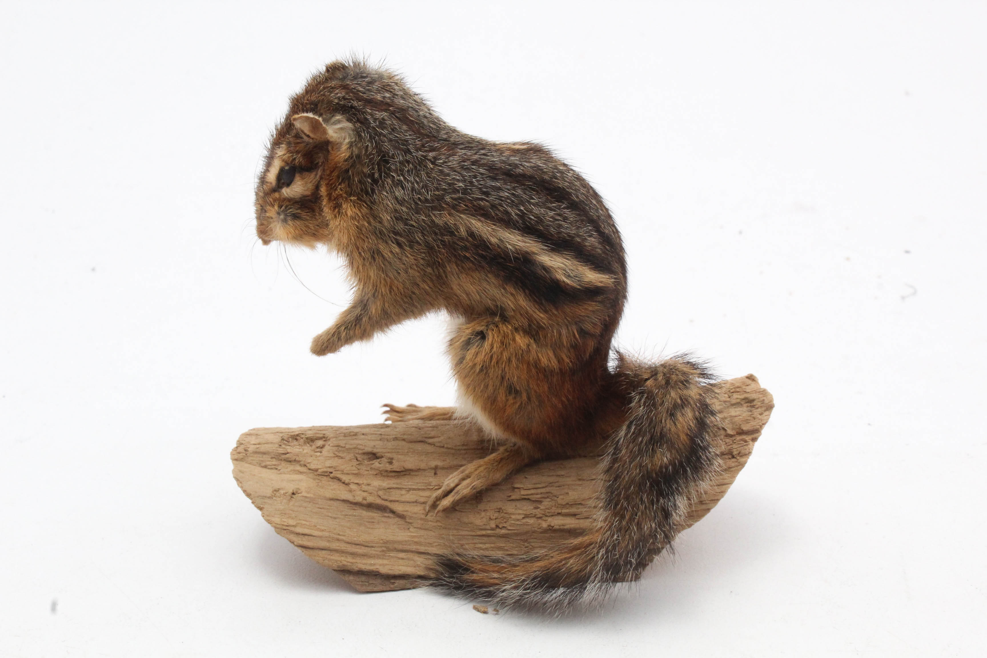 Taxidermy Chipmunk Full Body Mount | EBTH