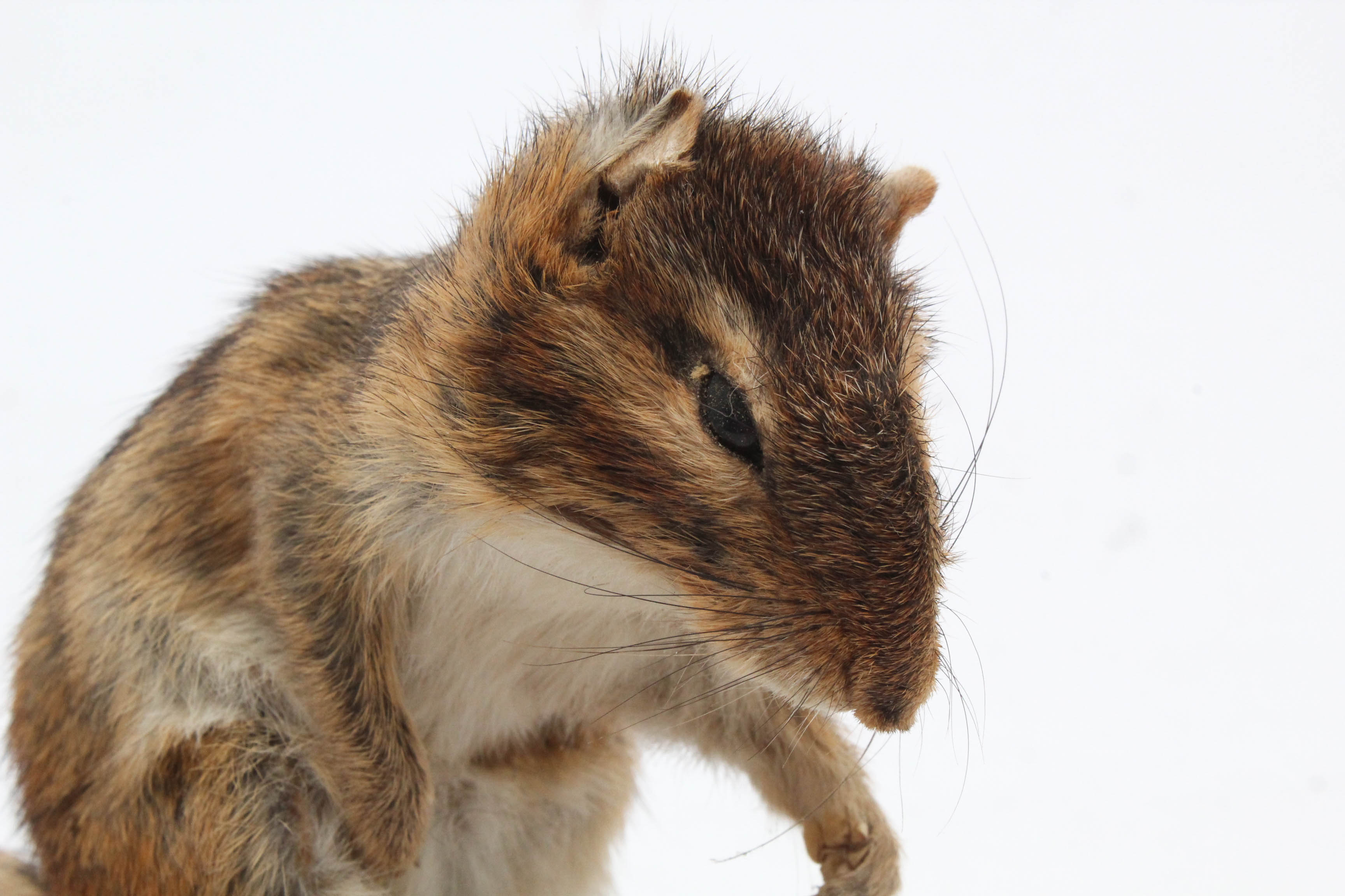 Taxidermy Chipmunk Full Body Mount | EBTH