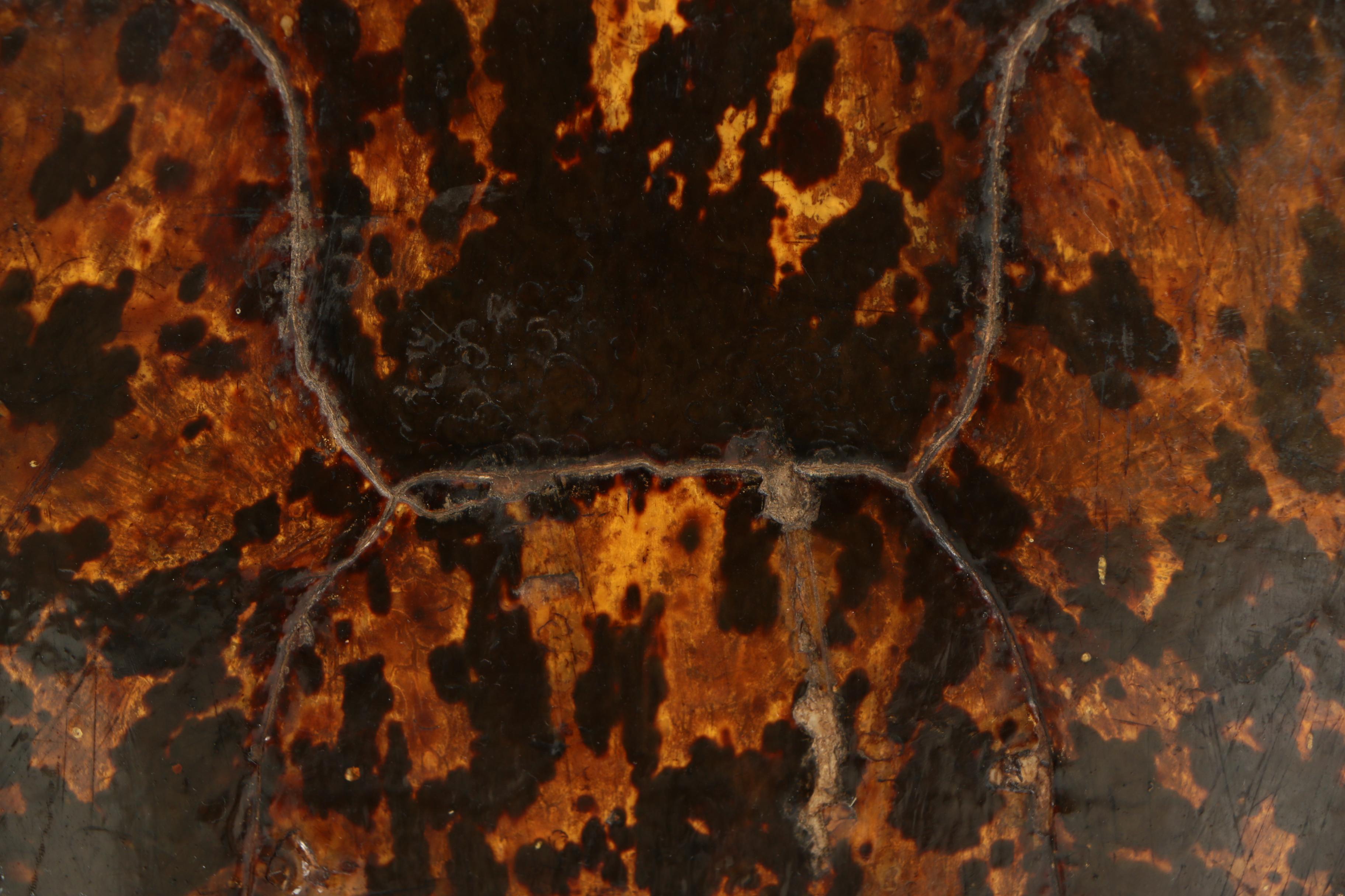 Antique Sea Turtle Shell Specimen | EBTH