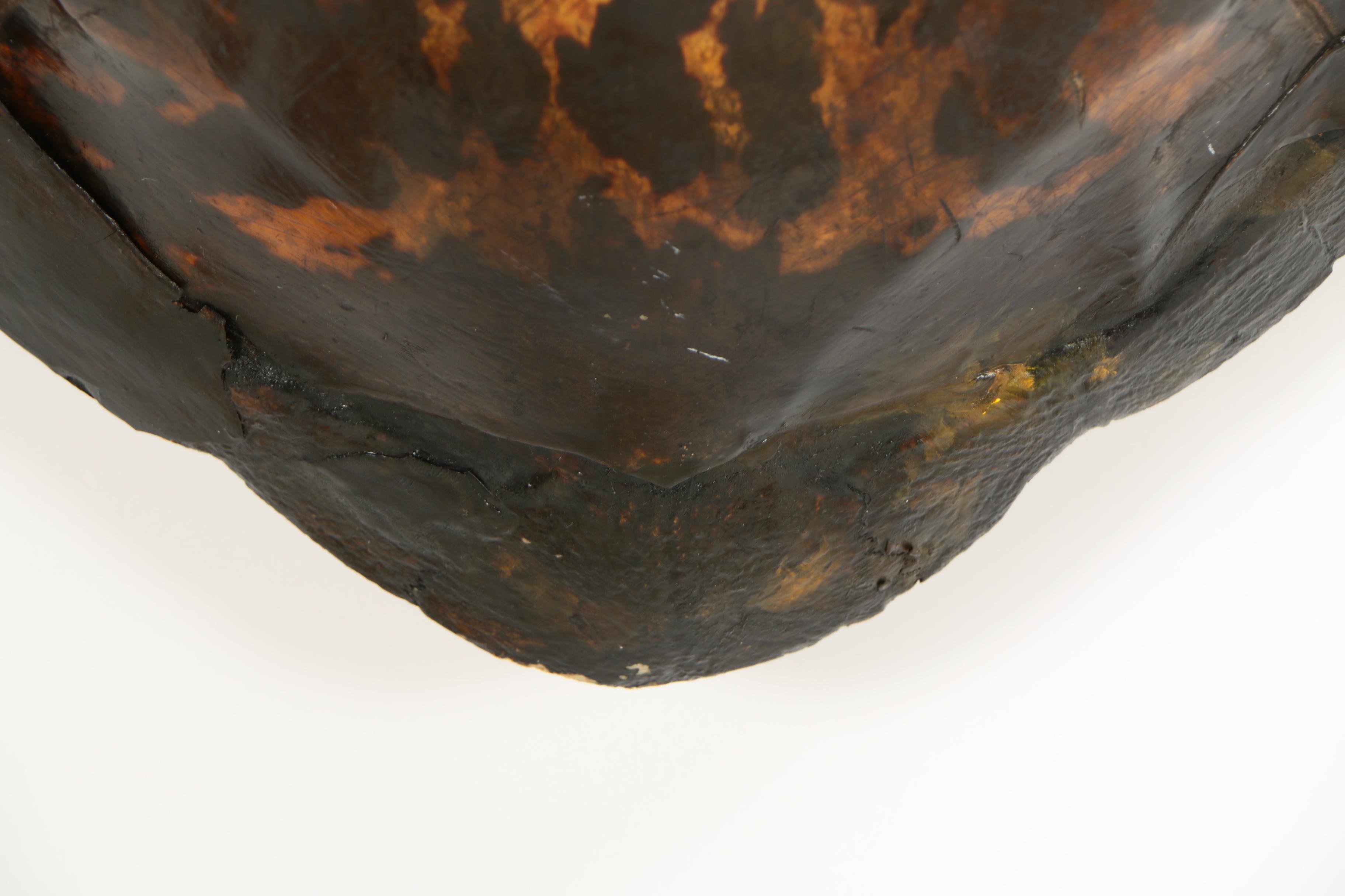 Antique Sea Turtle Shell Specimen | EBTH