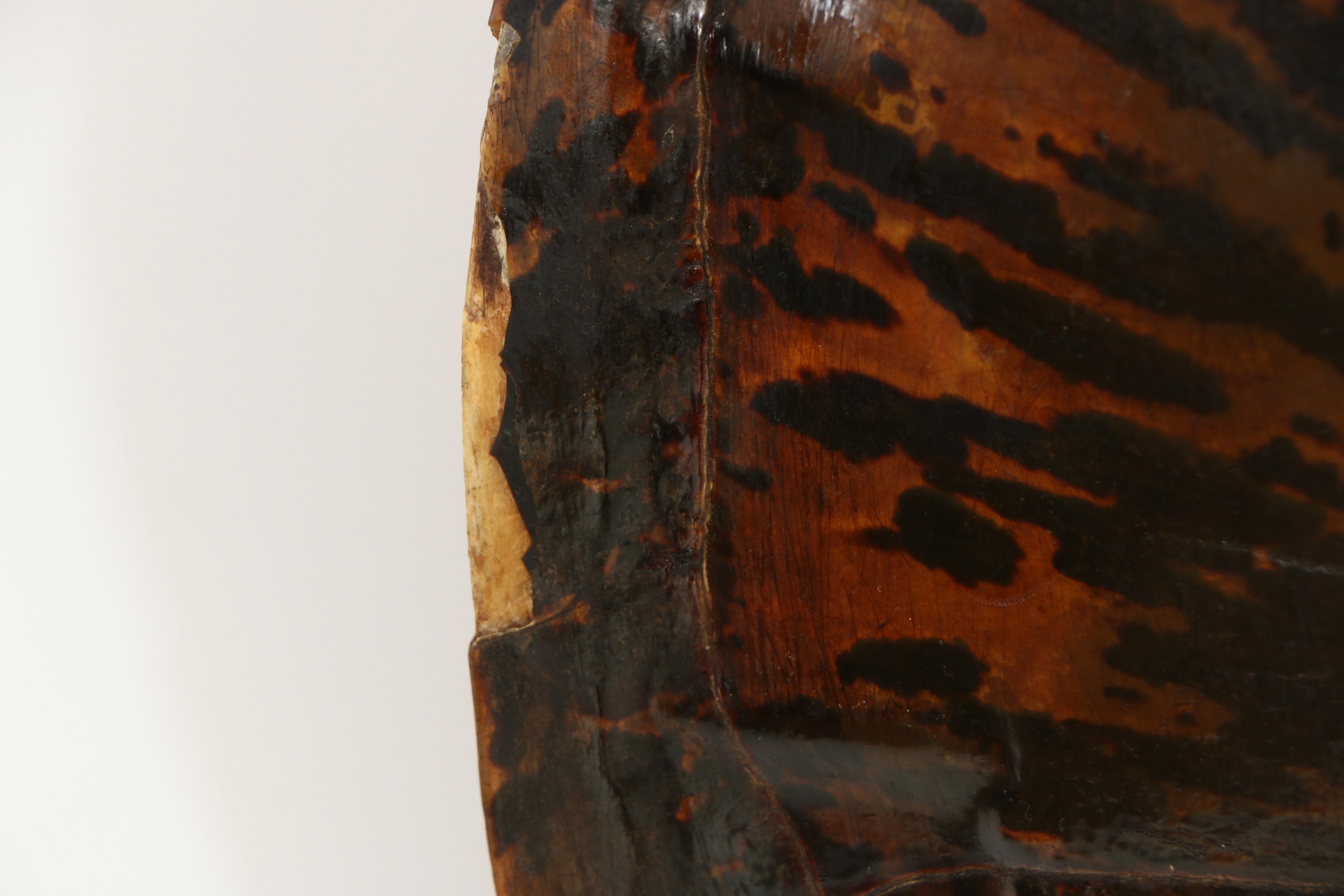 Antique Sea Turtle Shell Specimen | EBTH