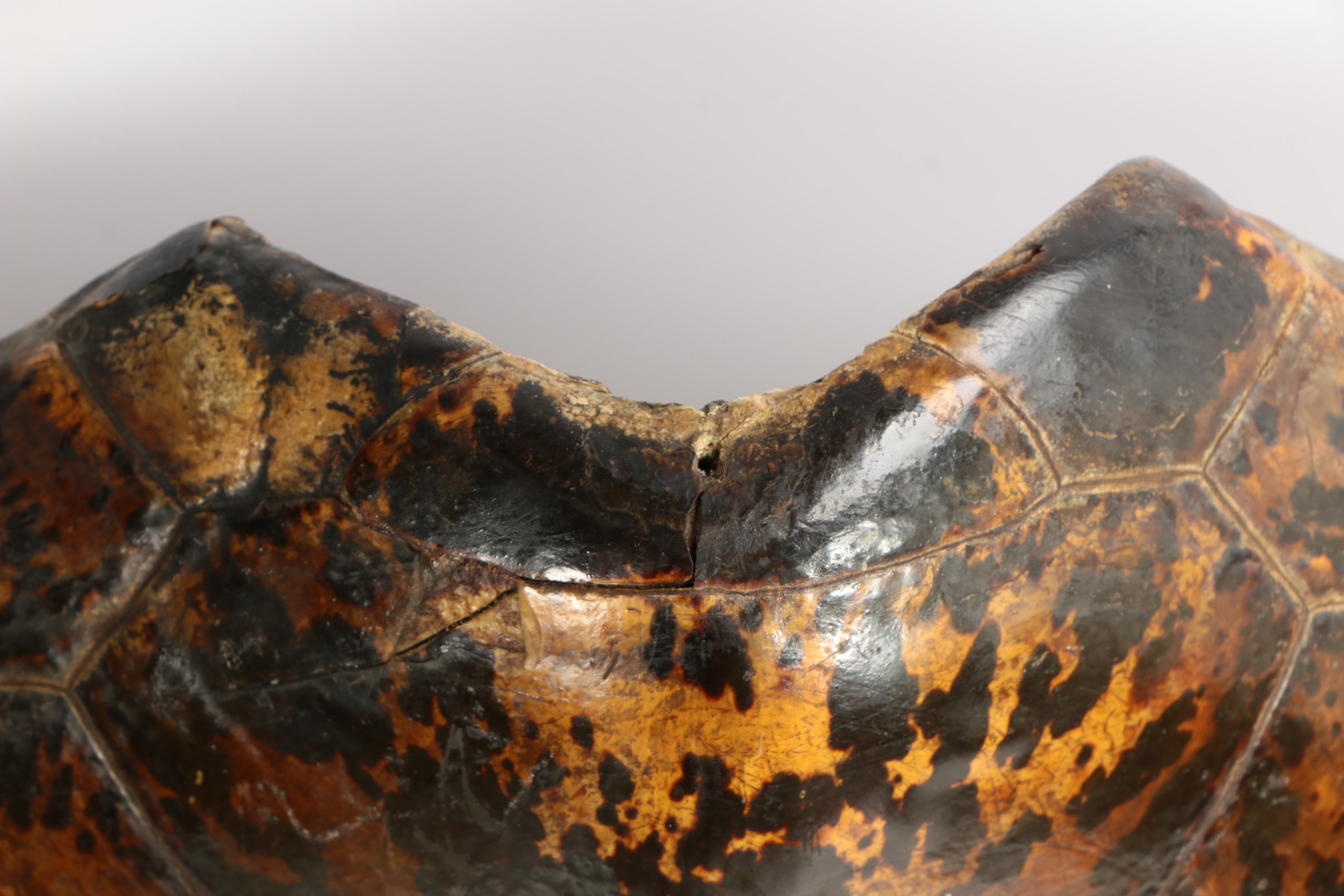Antique Sea Turtle Shell Specimen | EBTH