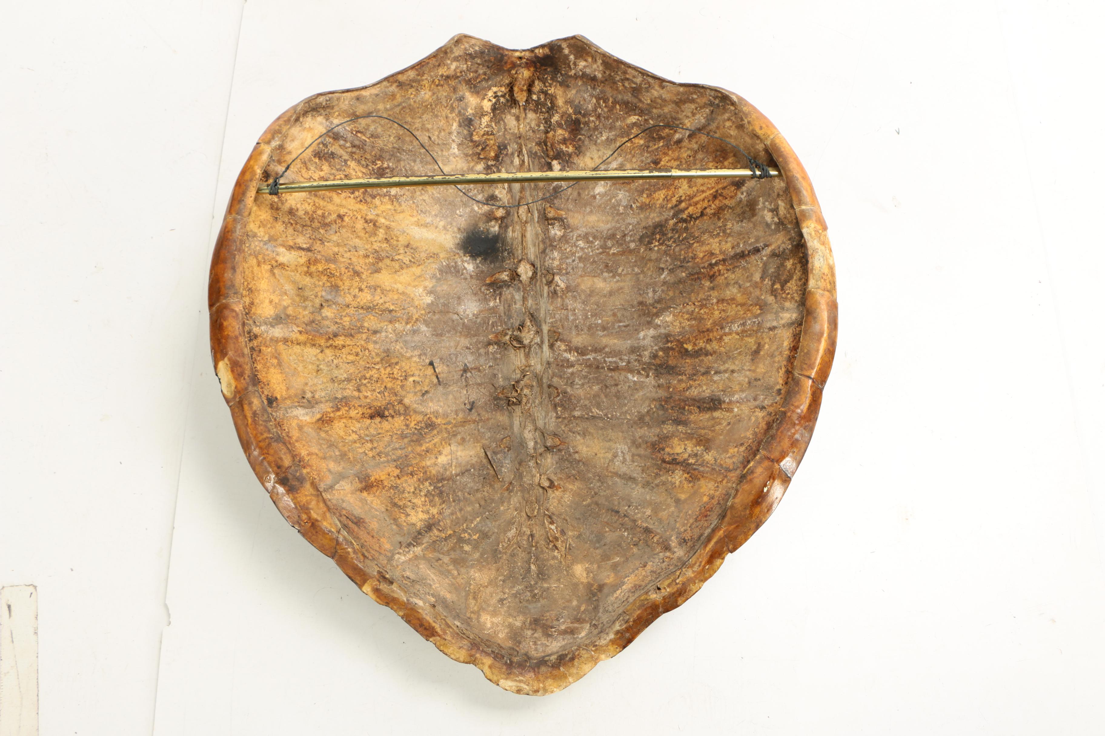 Antique Sea Turtle Shell Specimen | EBTH