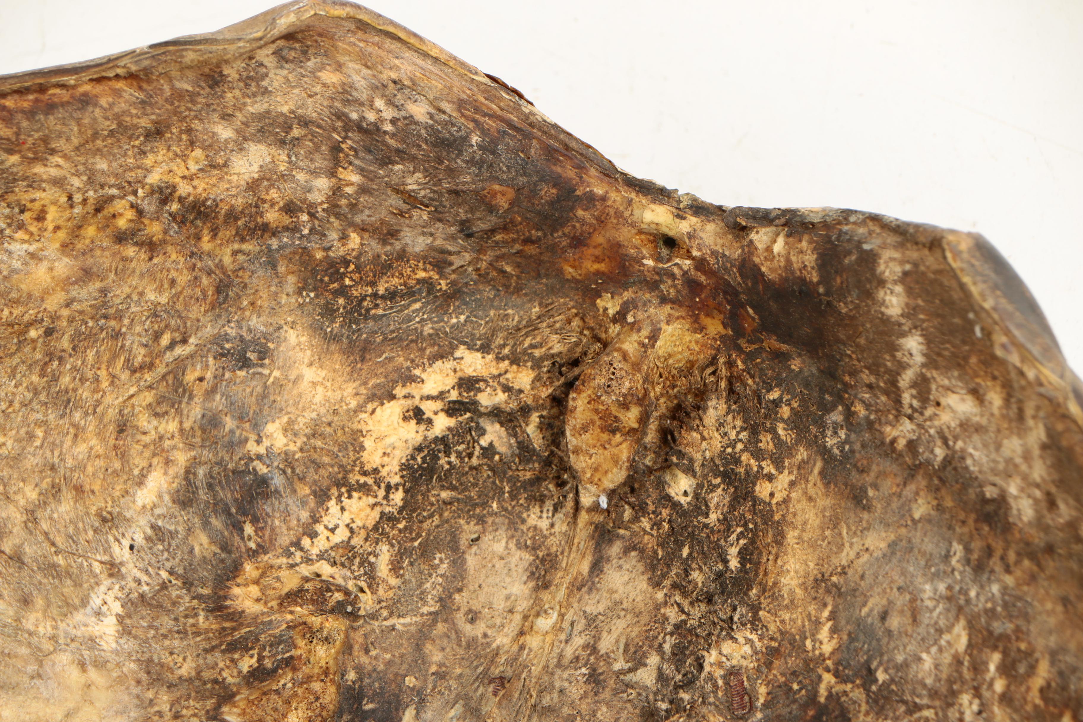 Antique Sea Turtle Shell Specimen | EBTH