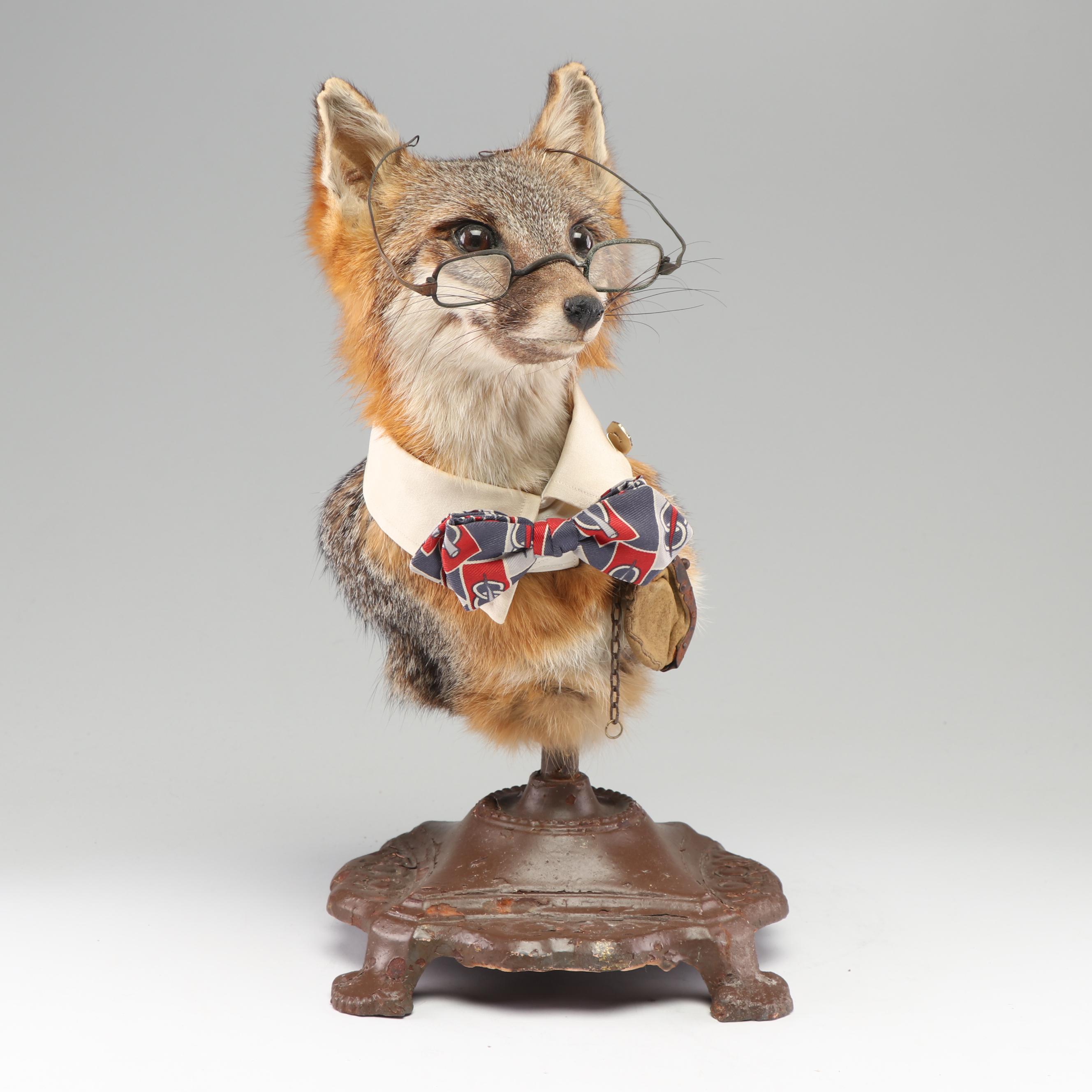 "A Gentleman Fox" Taxidermy Embellished Red Fox Mount | EBTH