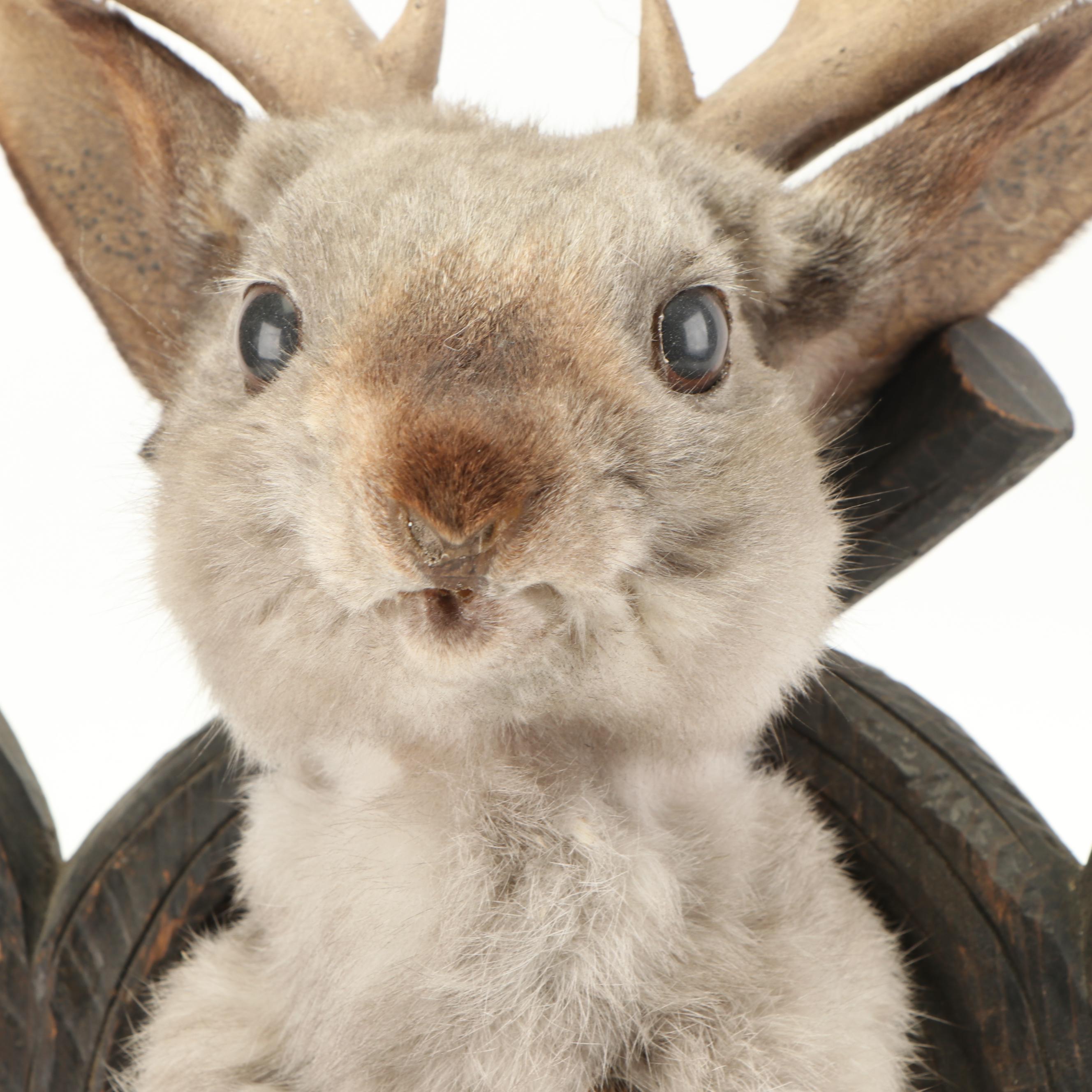 Taxidermy Embellished "Jackalope" Mount | EBTH