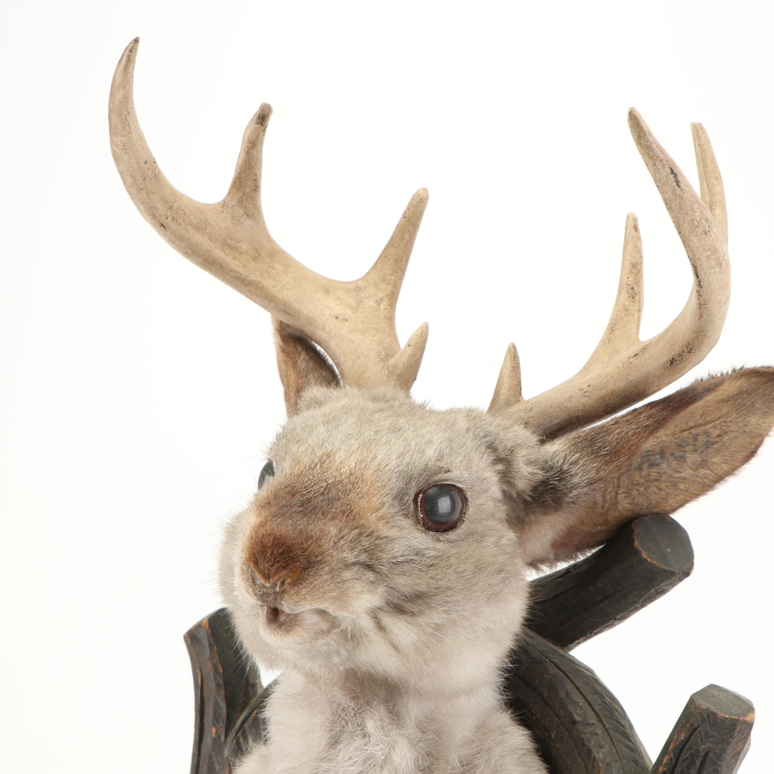 Taxidermy Embellished "Jackalope" Mount | EBTH