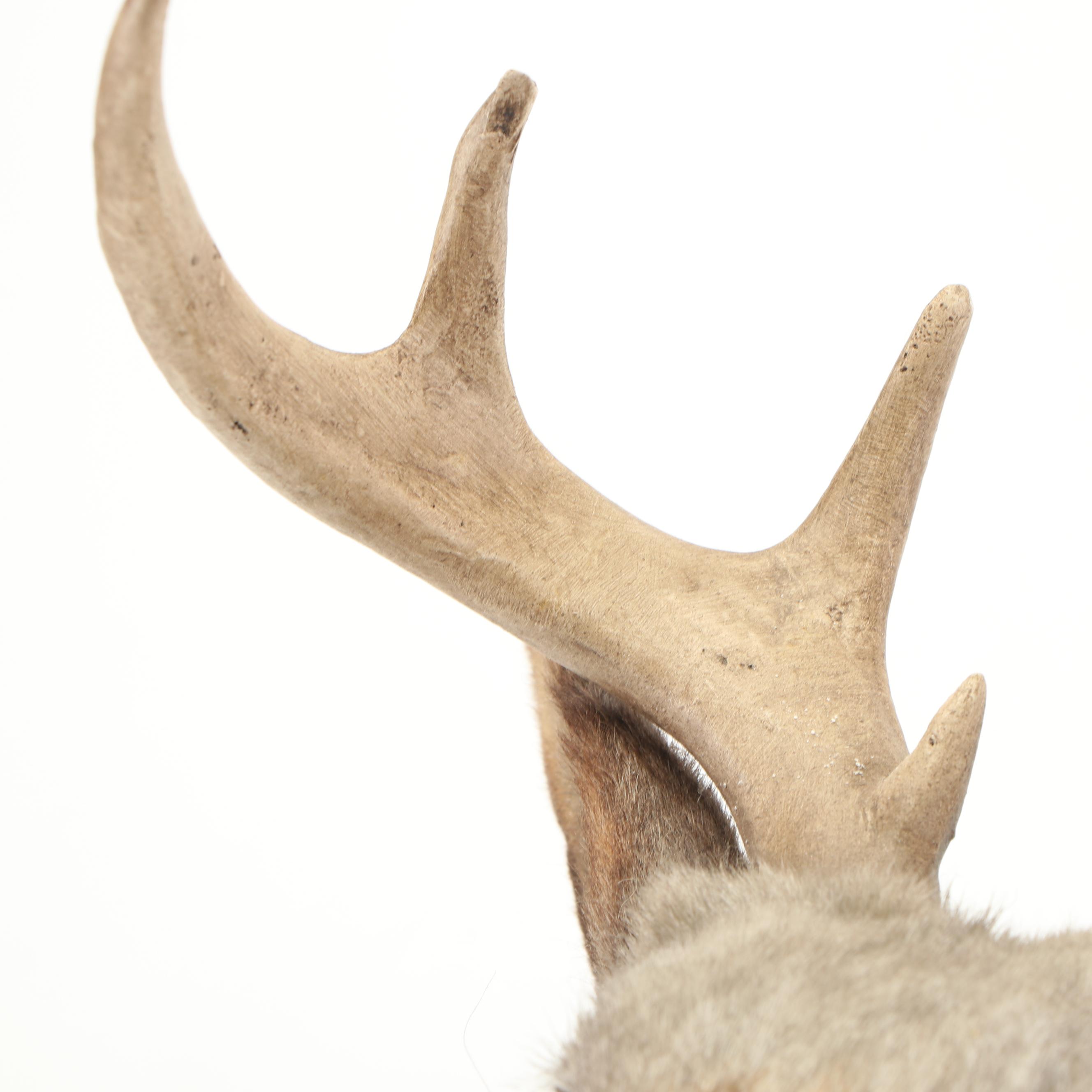 Taxidermy Embellished "Jackalope" Mount | EBTH
