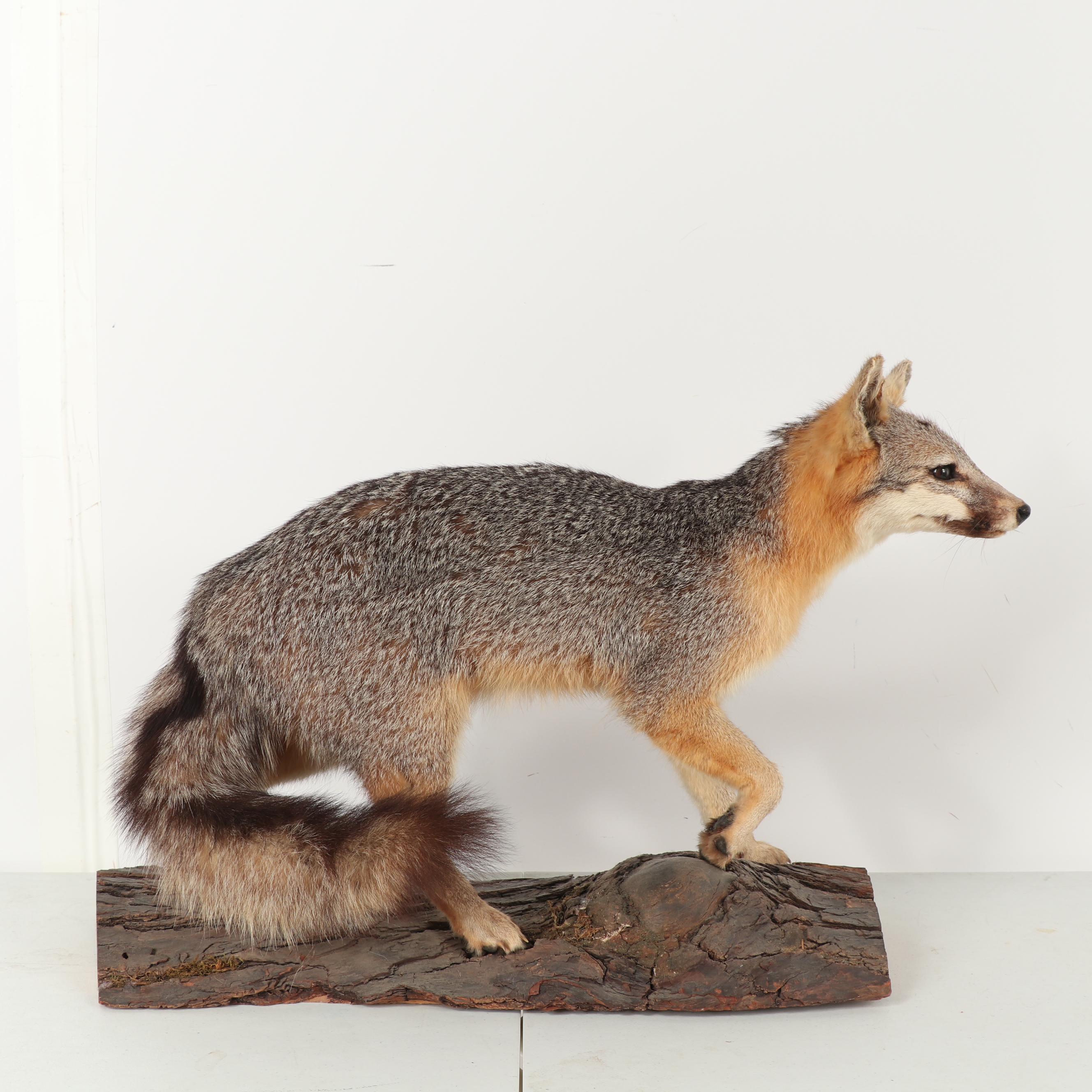 Grey Fox Full Body Taxidermy Mount | EBTH