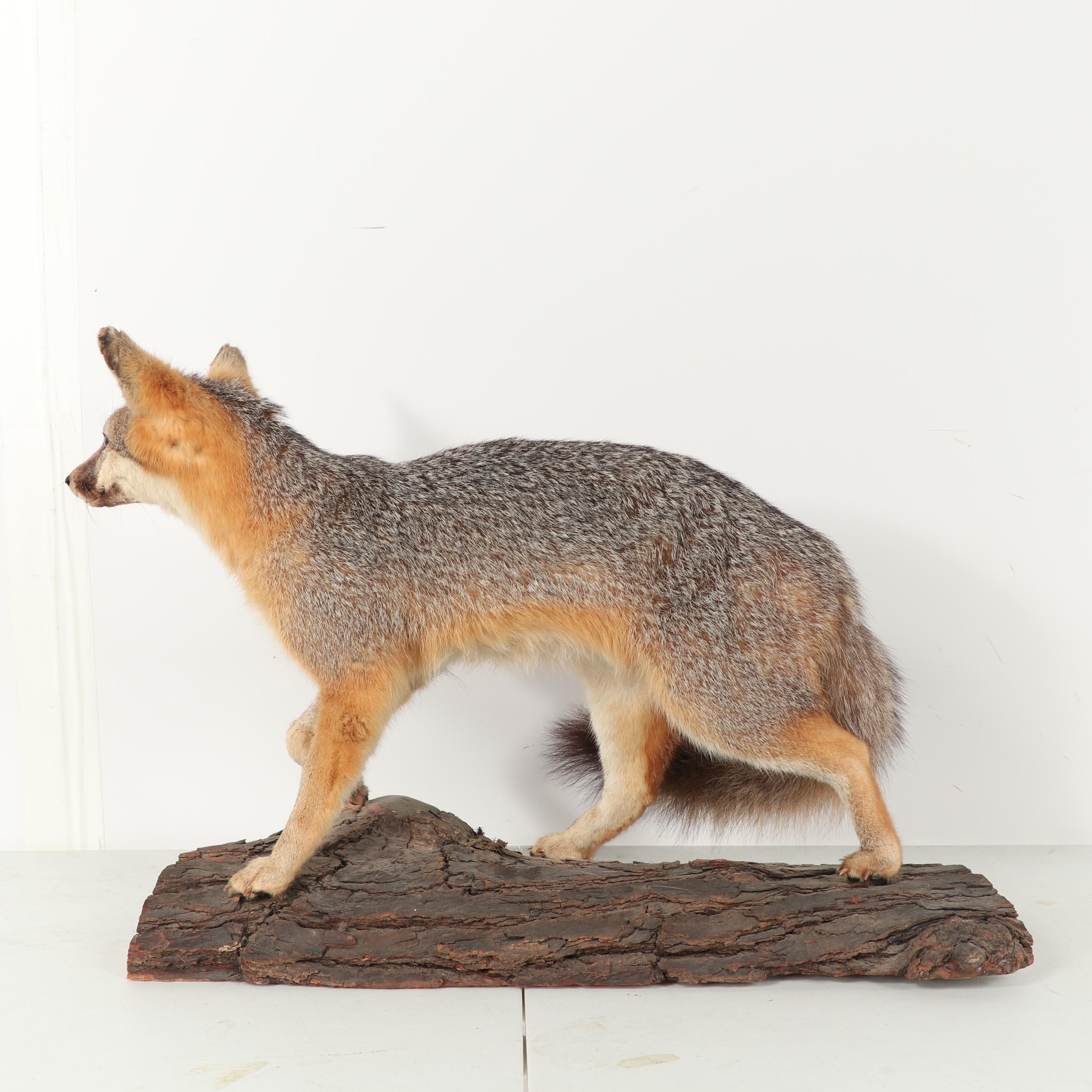 Grey Fox Full Body Taxidermy Mount | EBTH