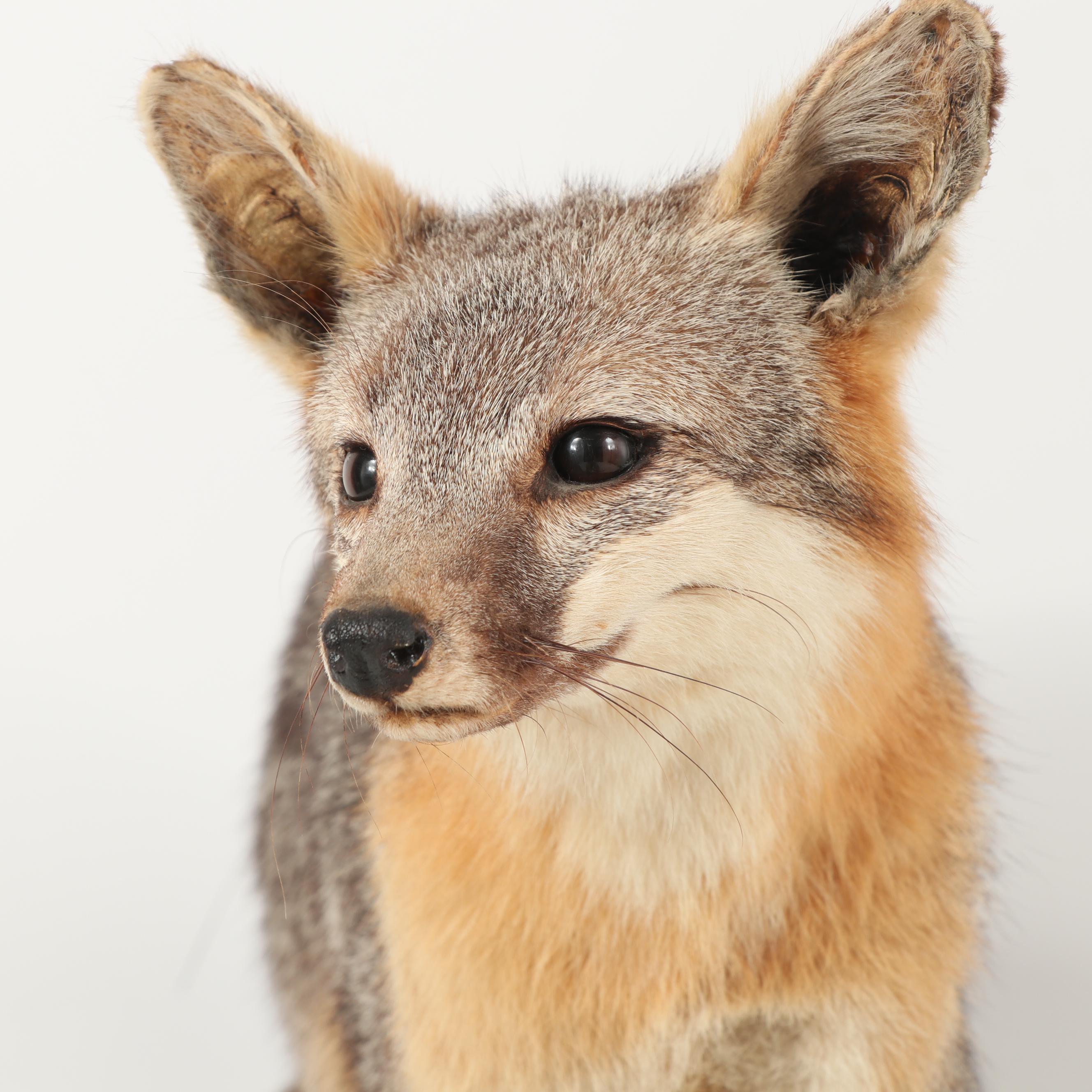 Grey Fox Full Body Taxidermy Mount | EBTH