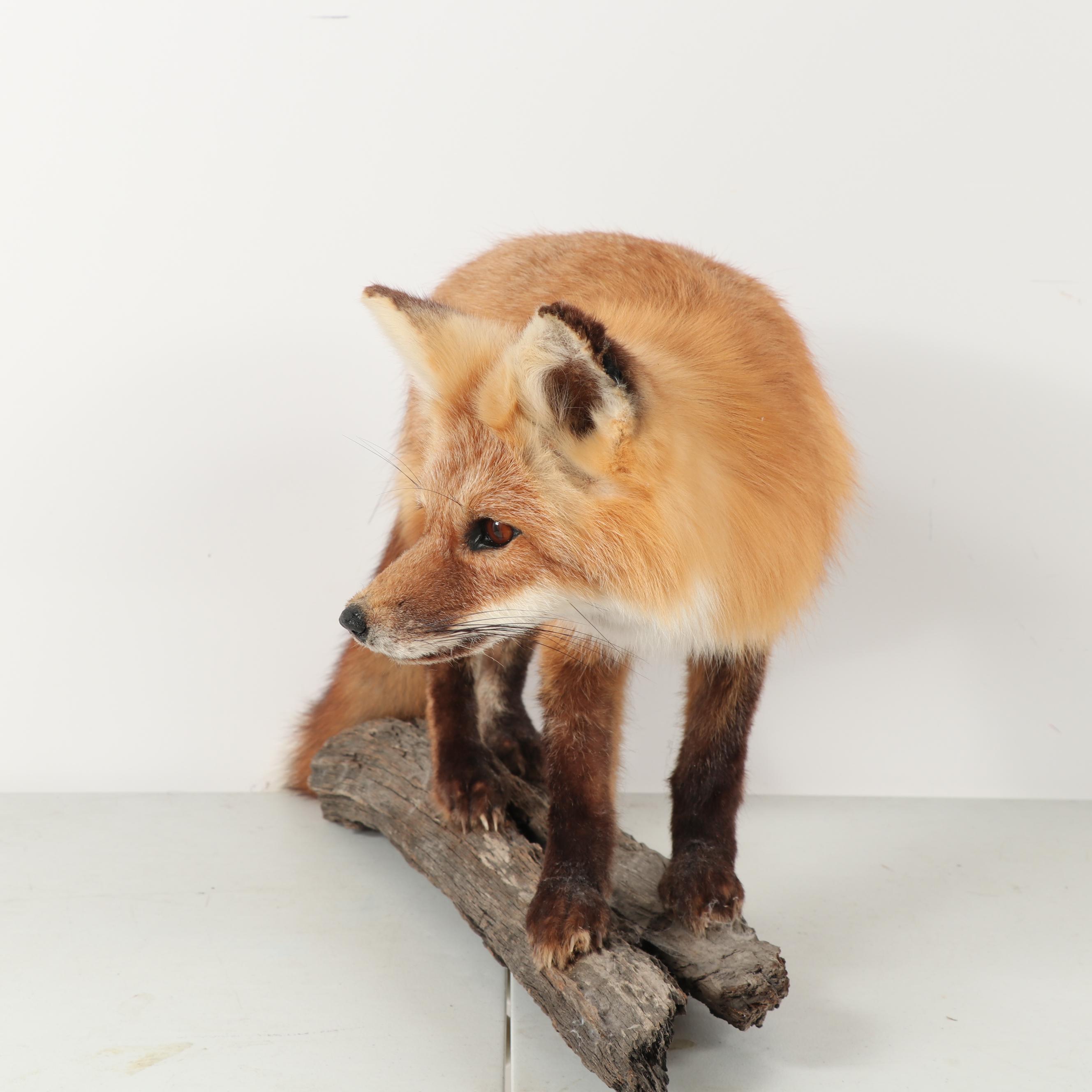 Red Fox Full Body Taxidermy Mount | EBTH