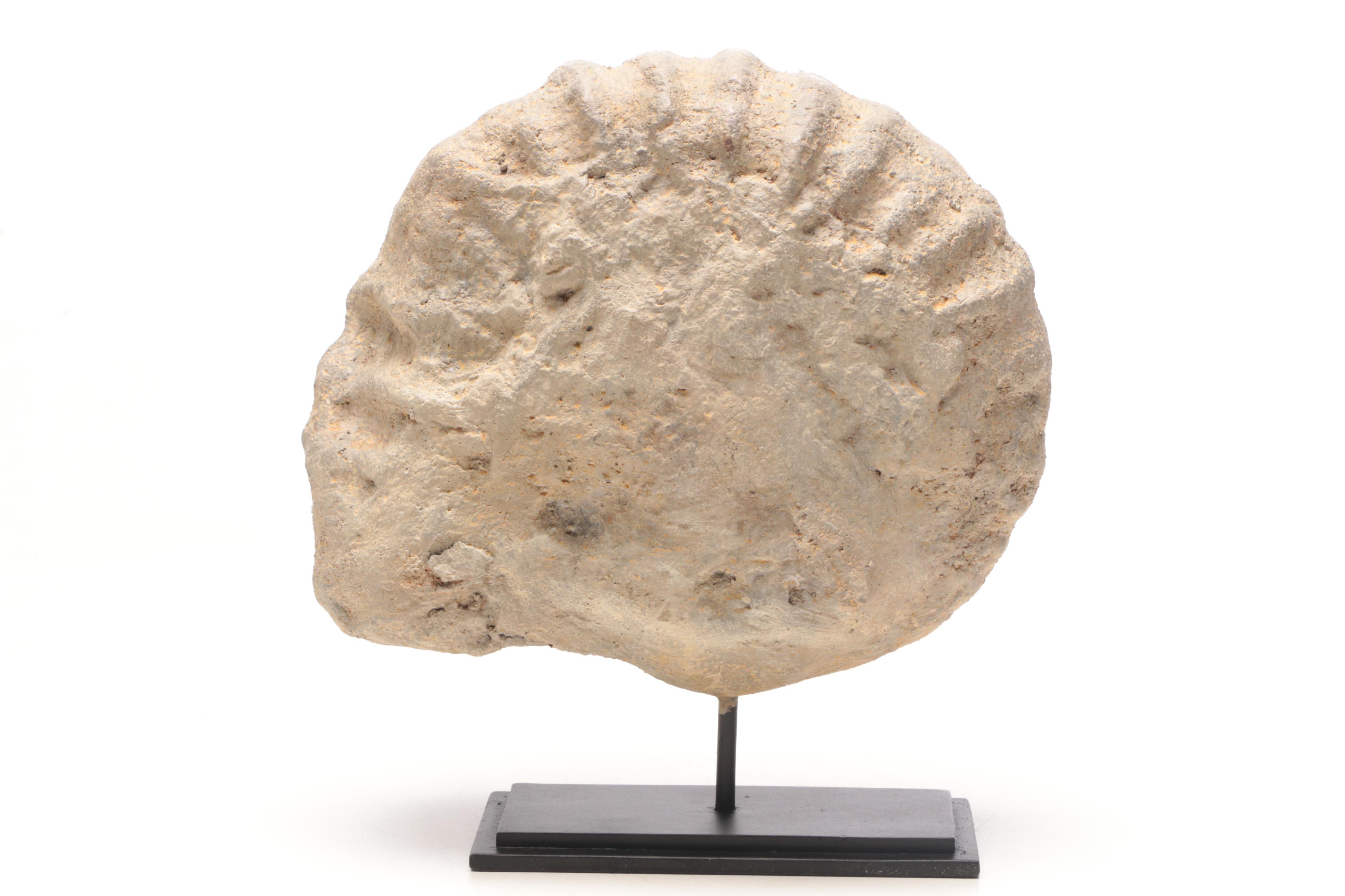 Reproduction Coiled Ammonite Specimen with Stand | EBTH