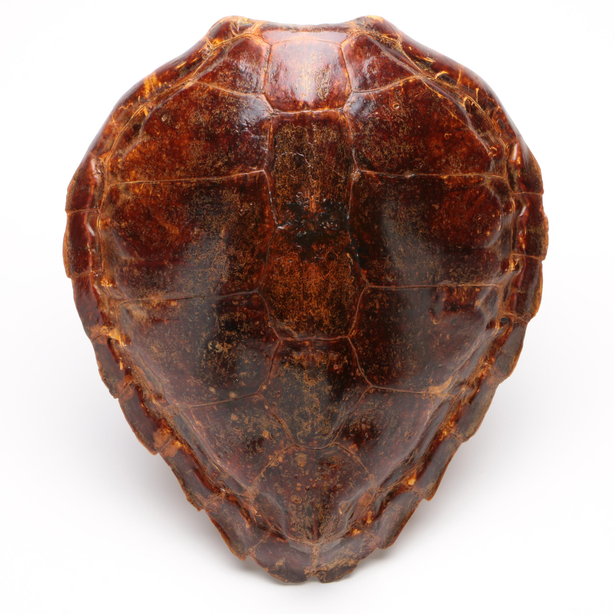 Antique Loggerhead Sea Turtle Shell Specimen | EBTH