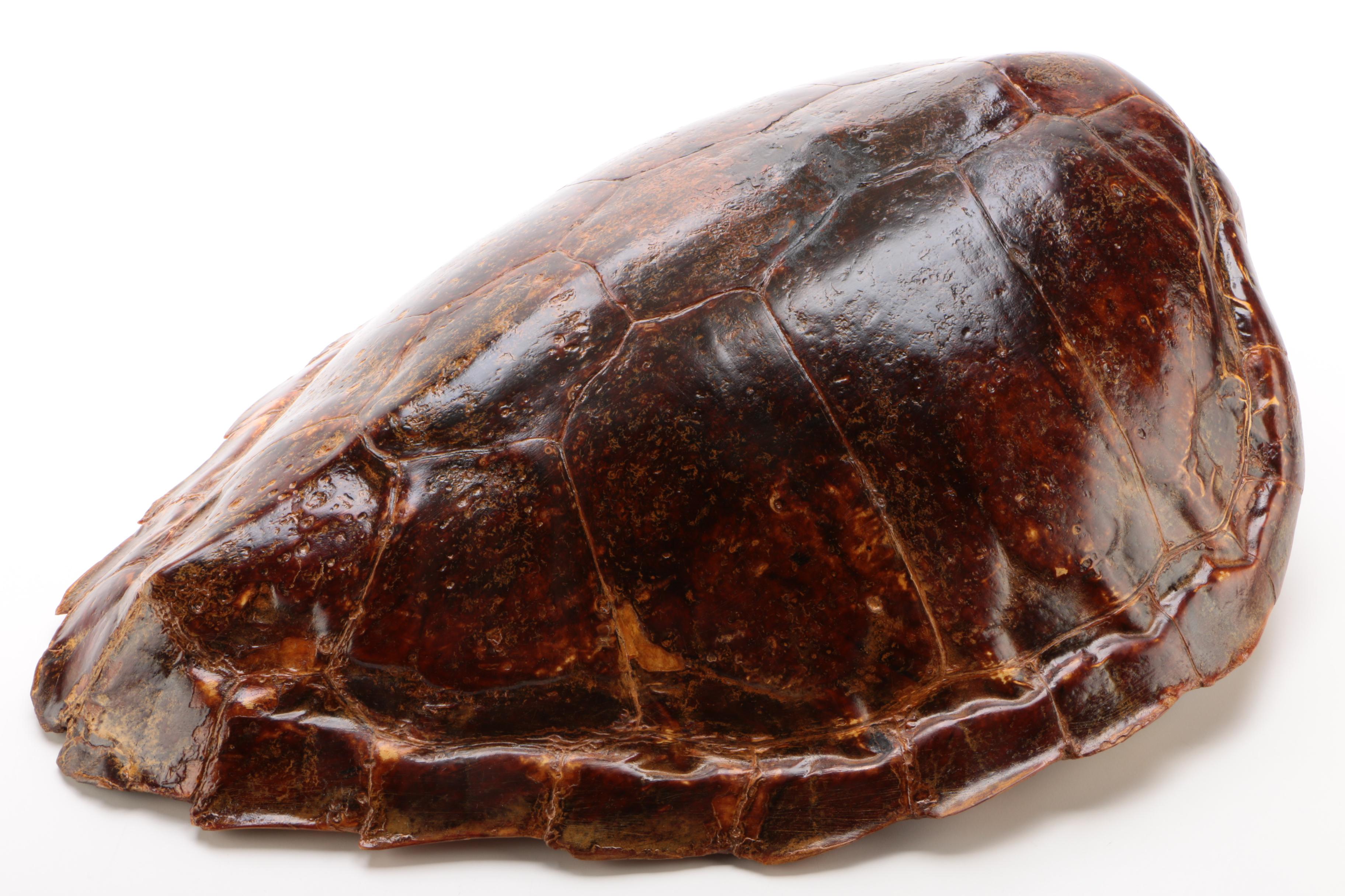 Antique Loggerhead Sea Turtle Shell Specimen | EBTH