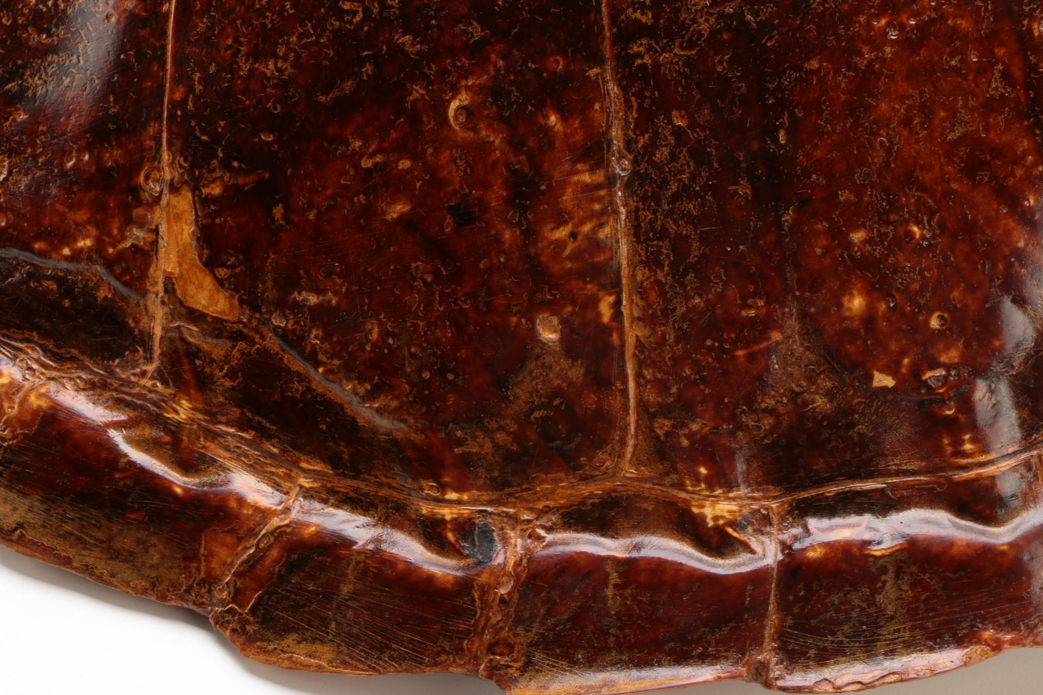 Antique Loggerhead Sea Turtle Shell Specimen | EBTH