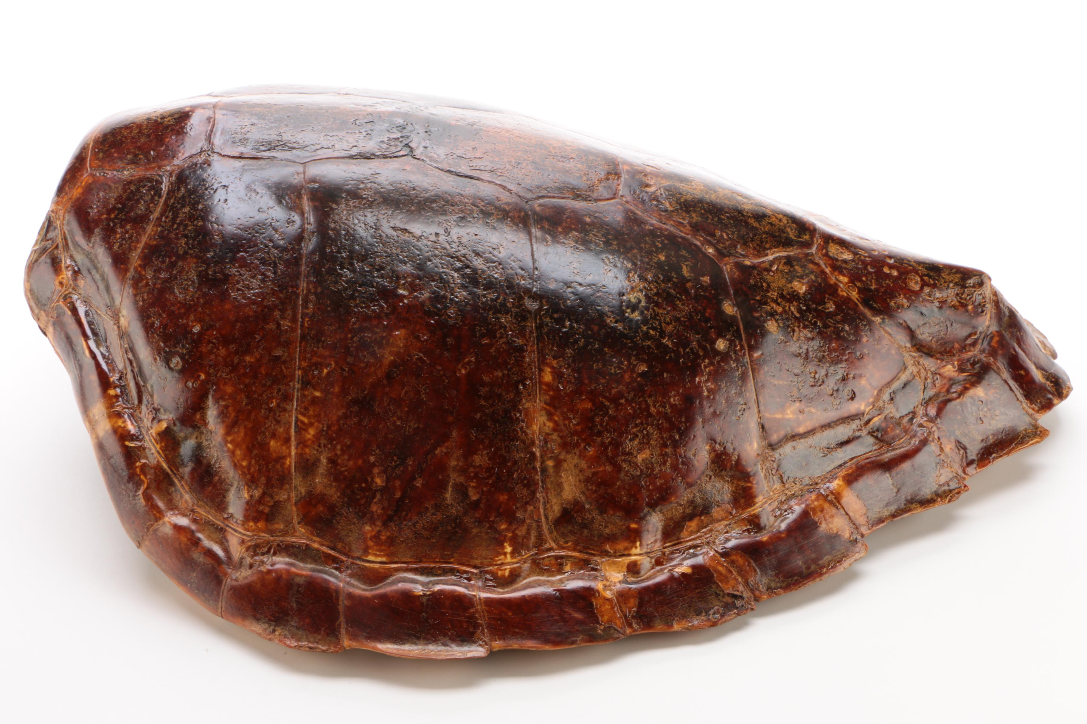 Antique Loggerhead Sea Turtle Shell Specimen | EBTH