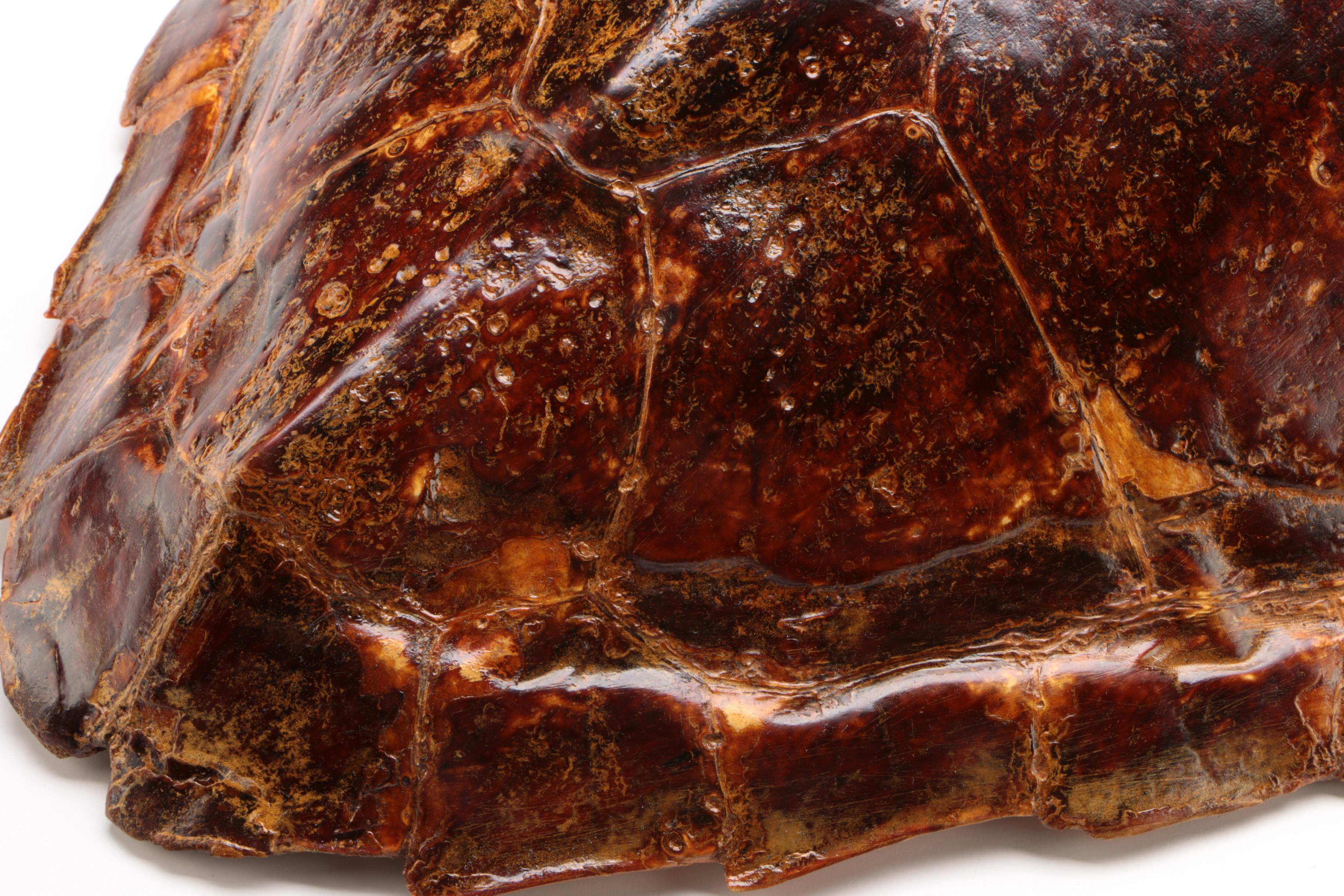 Antique Loggerhead Sea Turtle Shell Specimen | EBTH