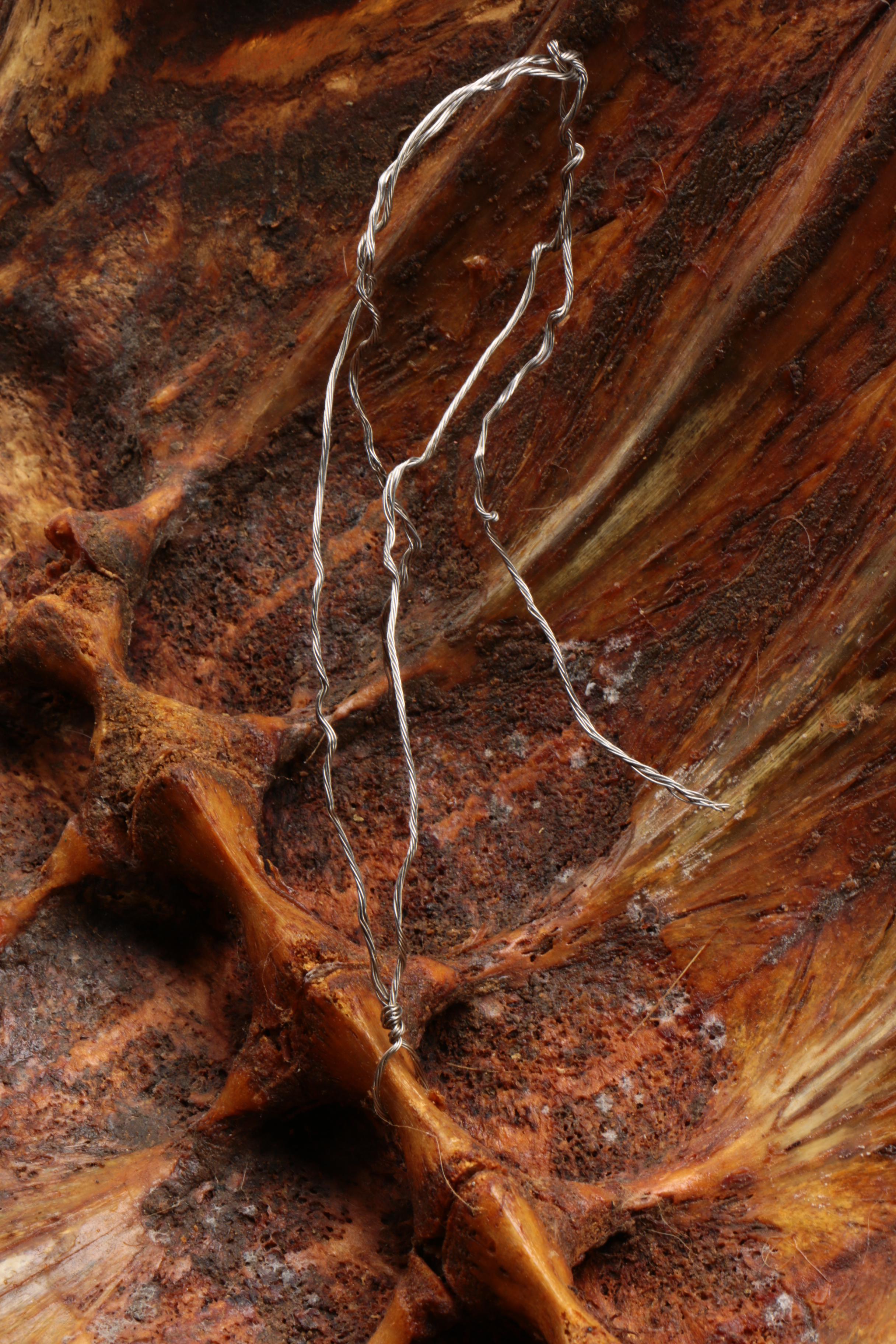 Antique Loggerhead Sea Turtle Shell Specimen | EBTH