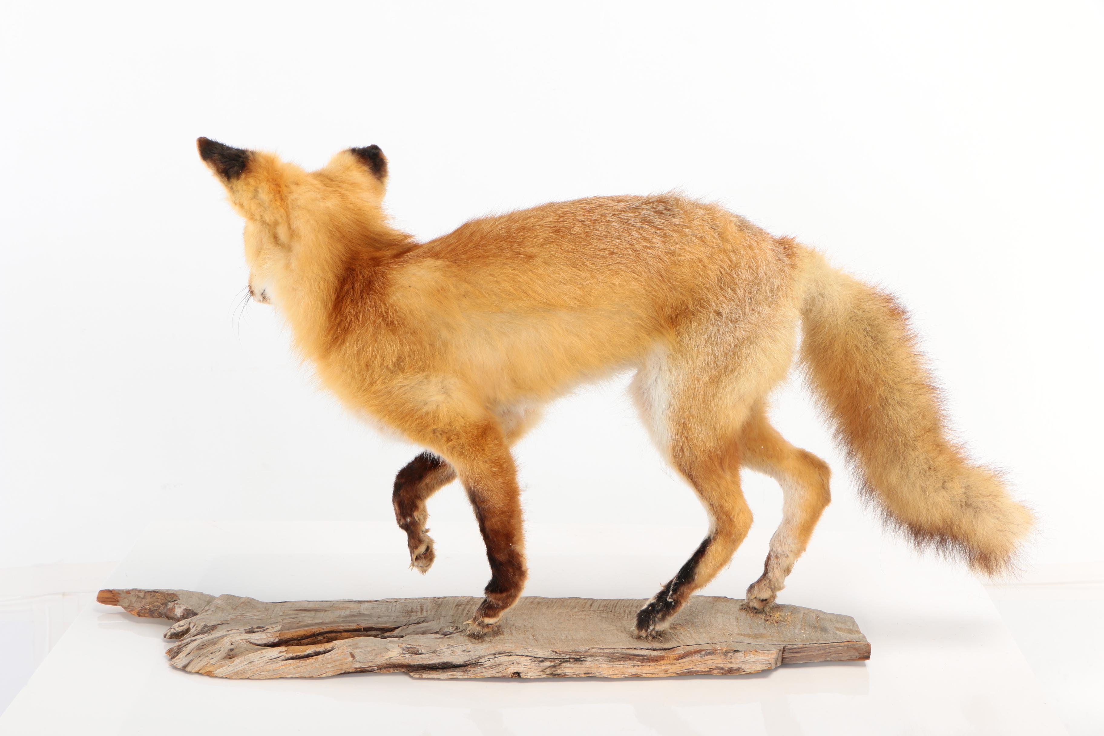 Red Fox Full Body Taxidermy Mount | EBTH