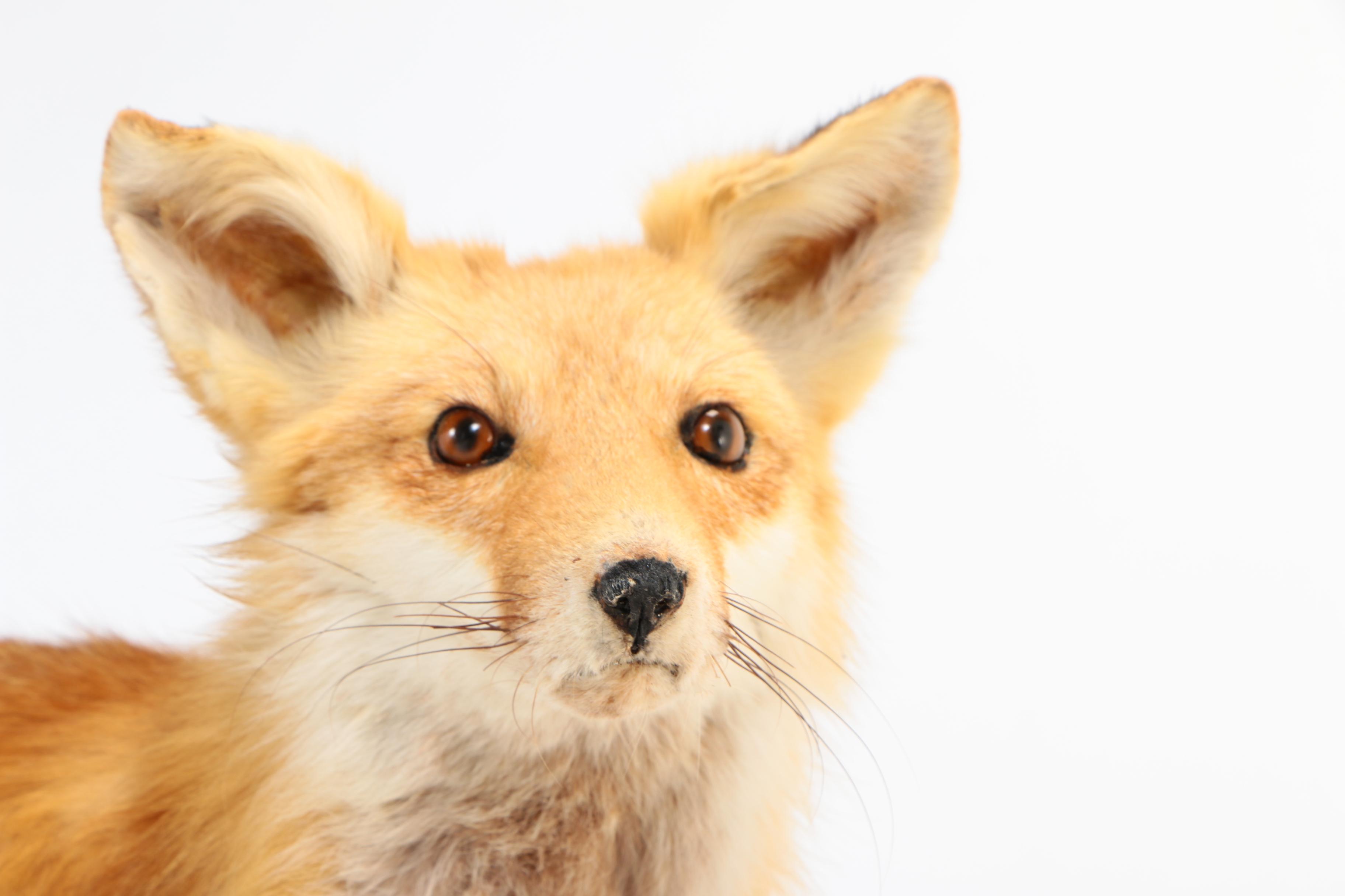 Red Fox Full Body Taxidermy Mount | EBTH