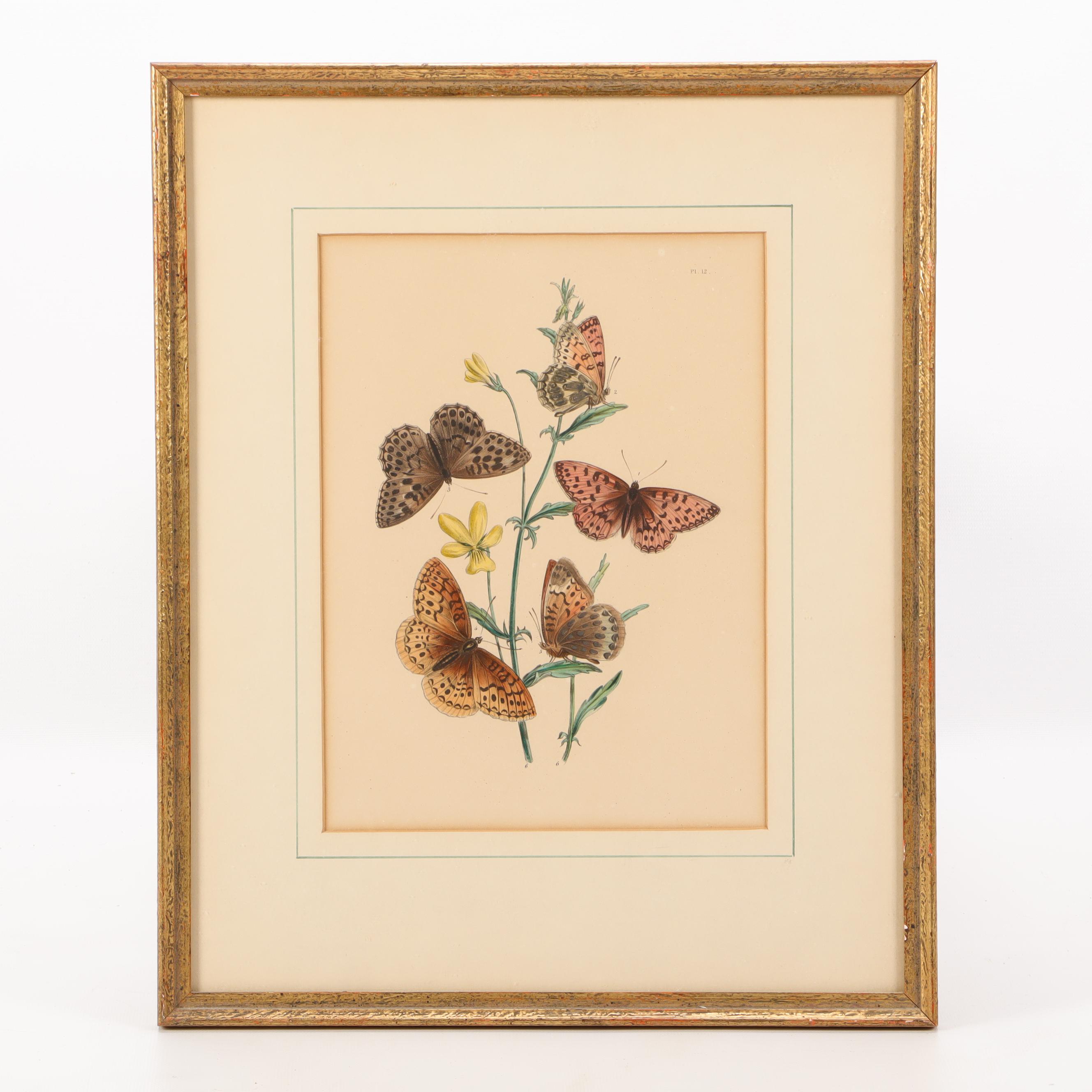 Hand-Colored Botanical Lithographs | EBTH
