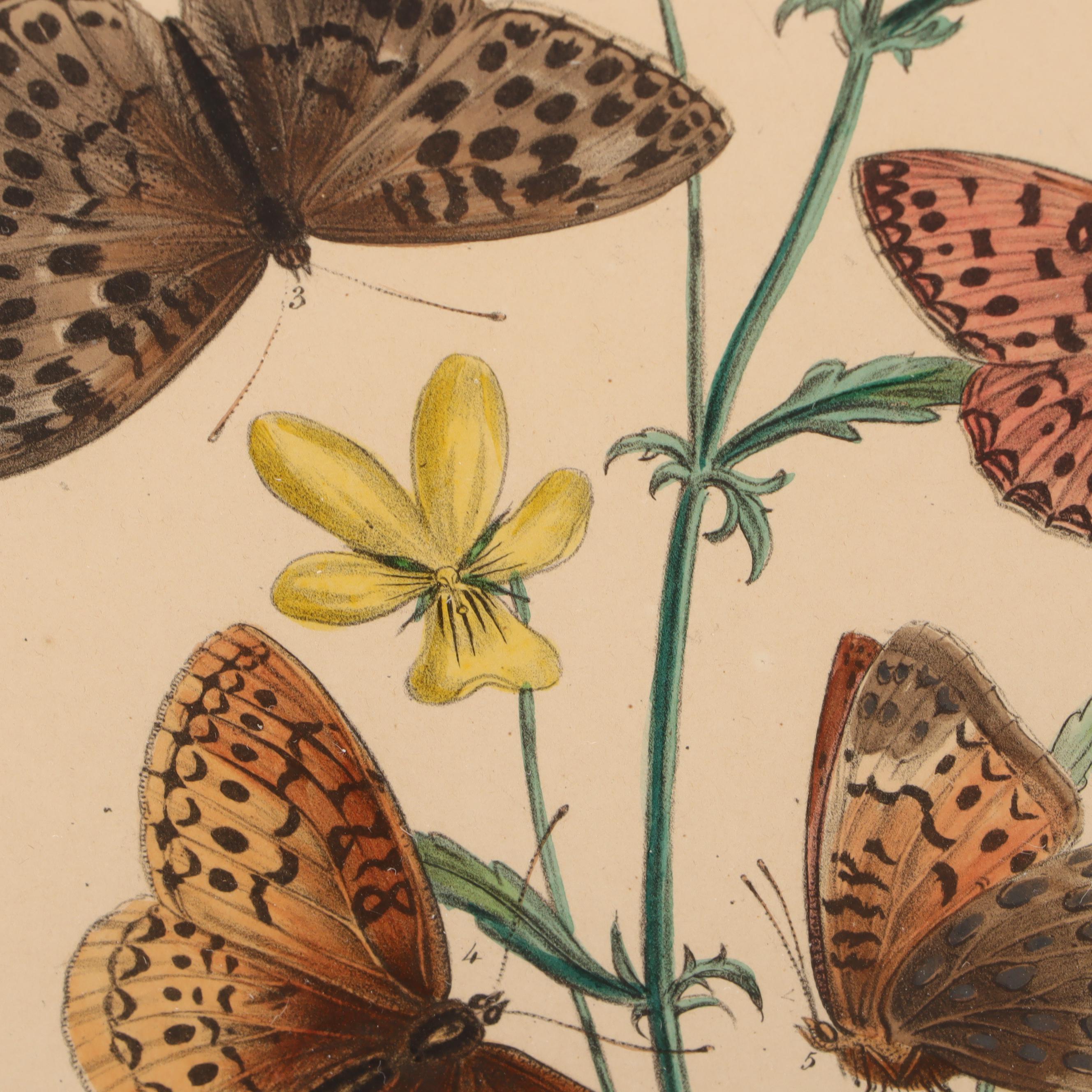 Hand-Colored Botanical Lithographs | EBTH