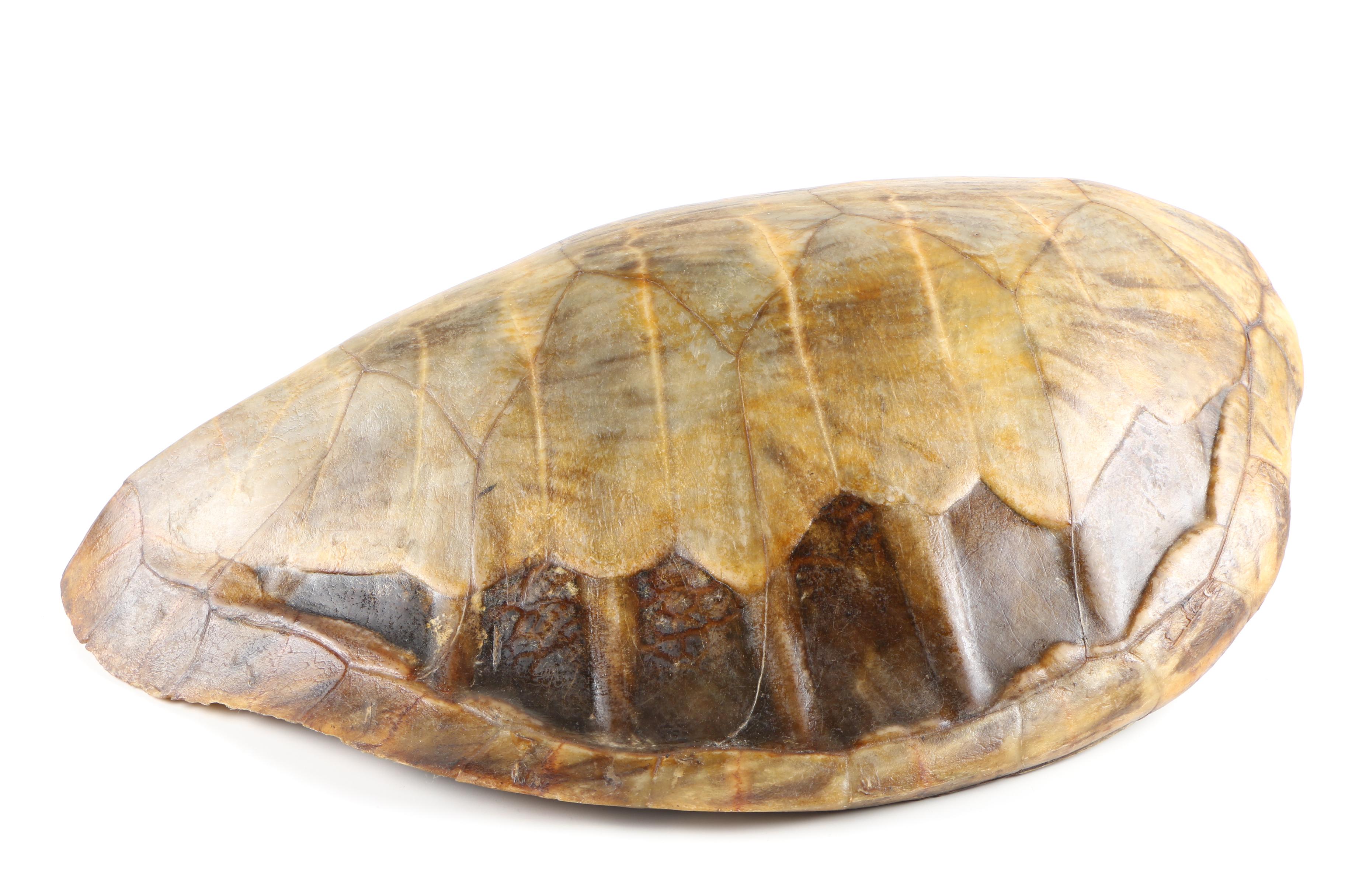 Green Sea Turtle Shell, Early 20th Century | EBTH