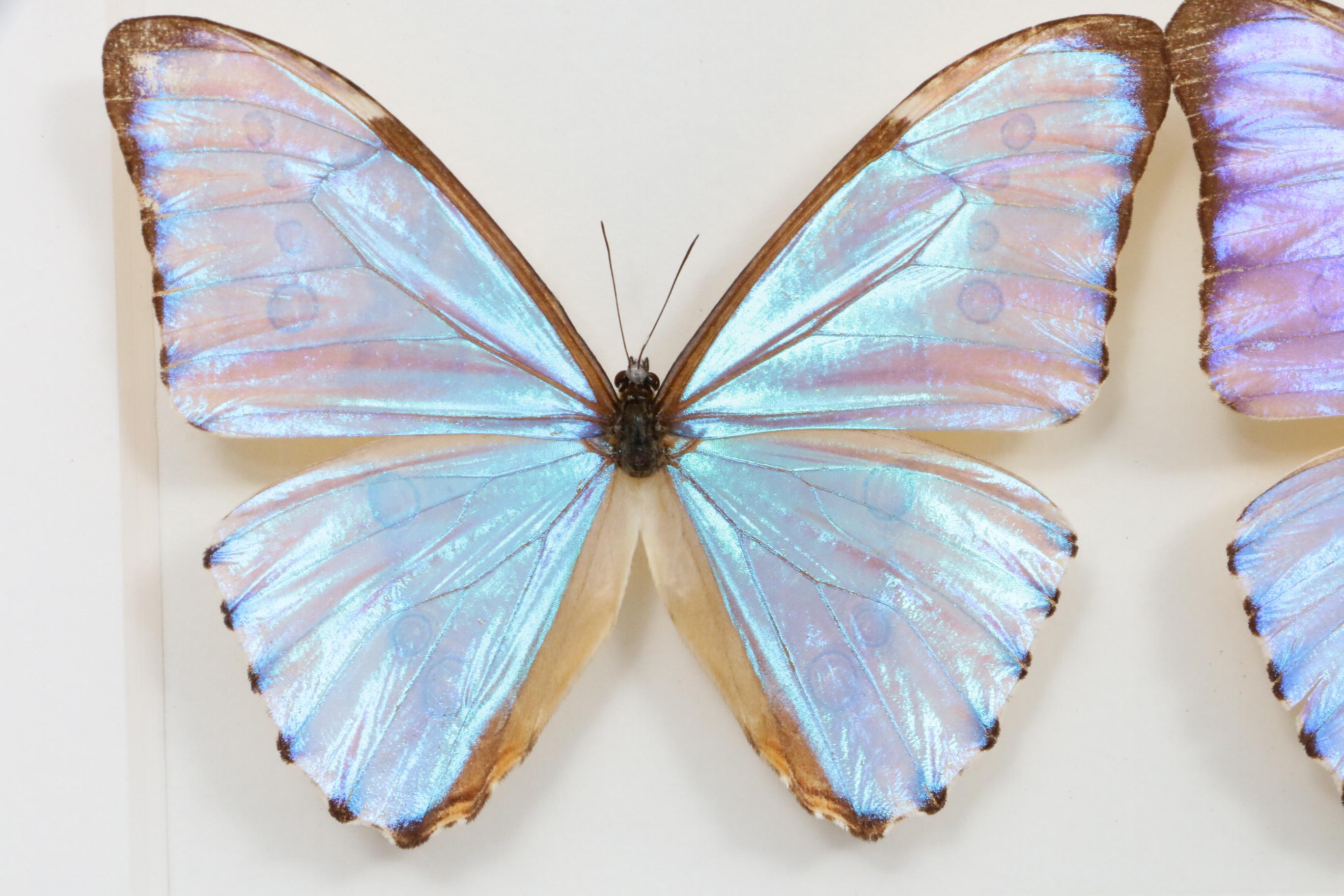 Christopher Marley Mounted Specimen Art "Aurora Trio" | EBTH