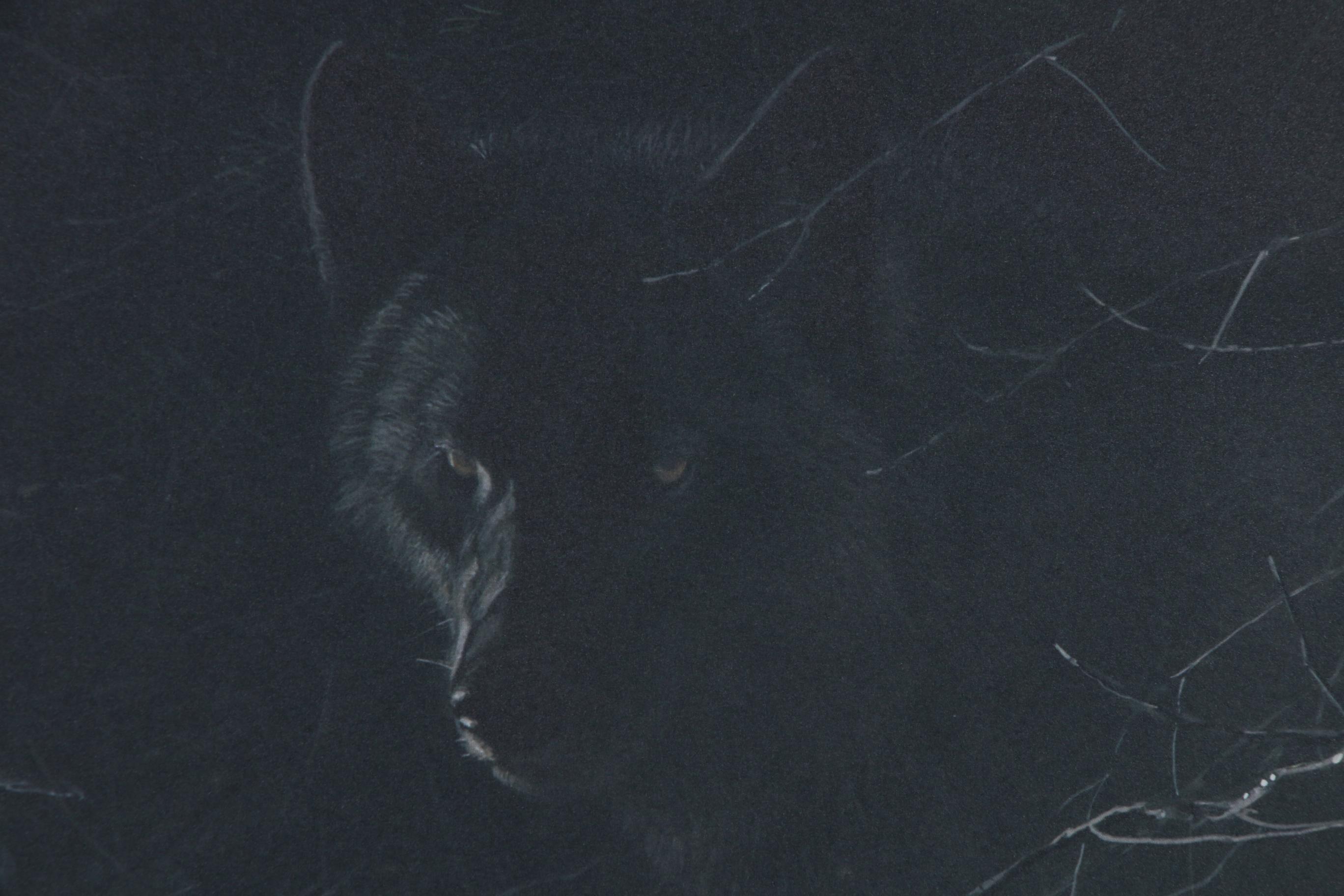 Robert Bateman Offset Lithograph "Midnight - Black Wolf", Late 20th ...