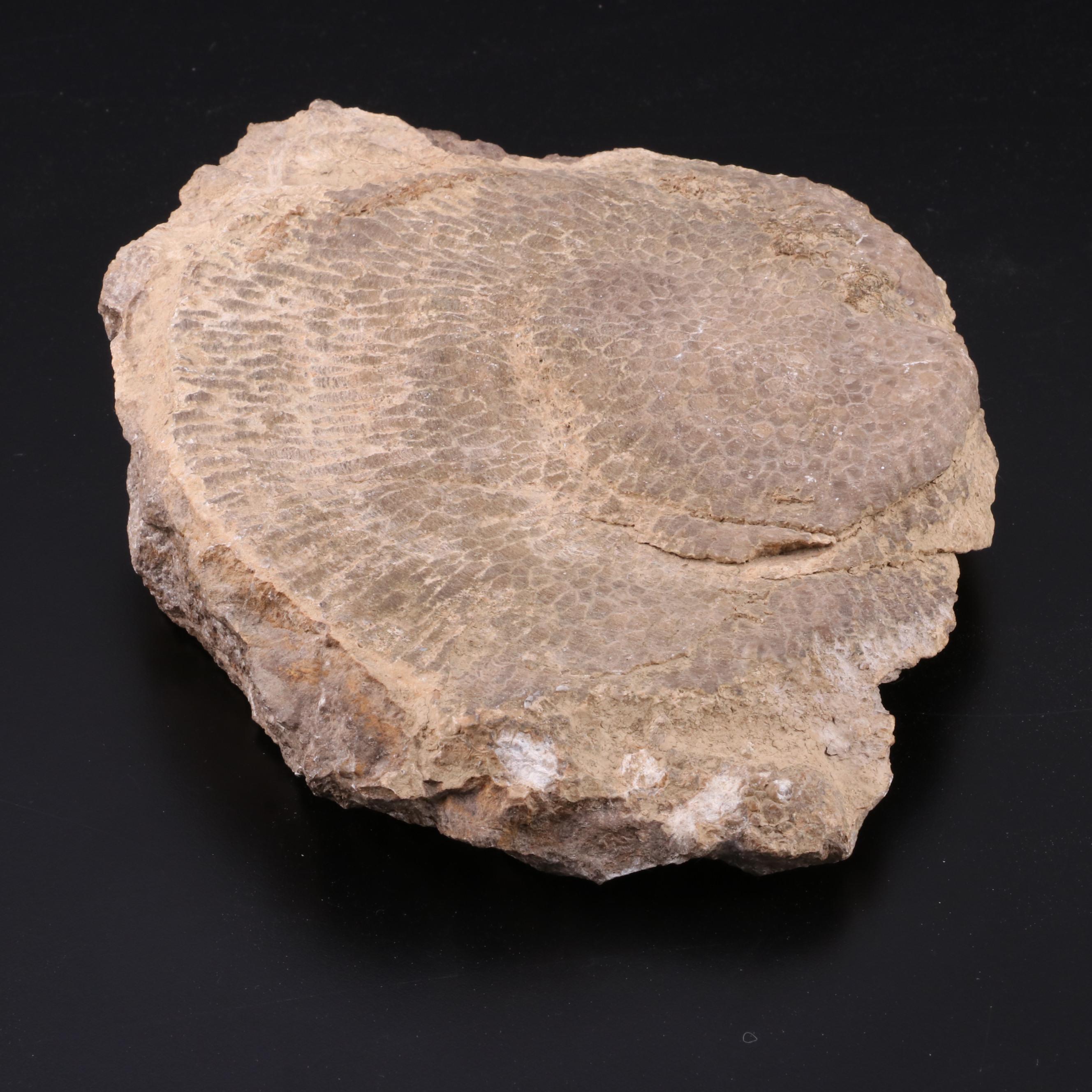 Fossiliferous Limestone Specimen | EBTH