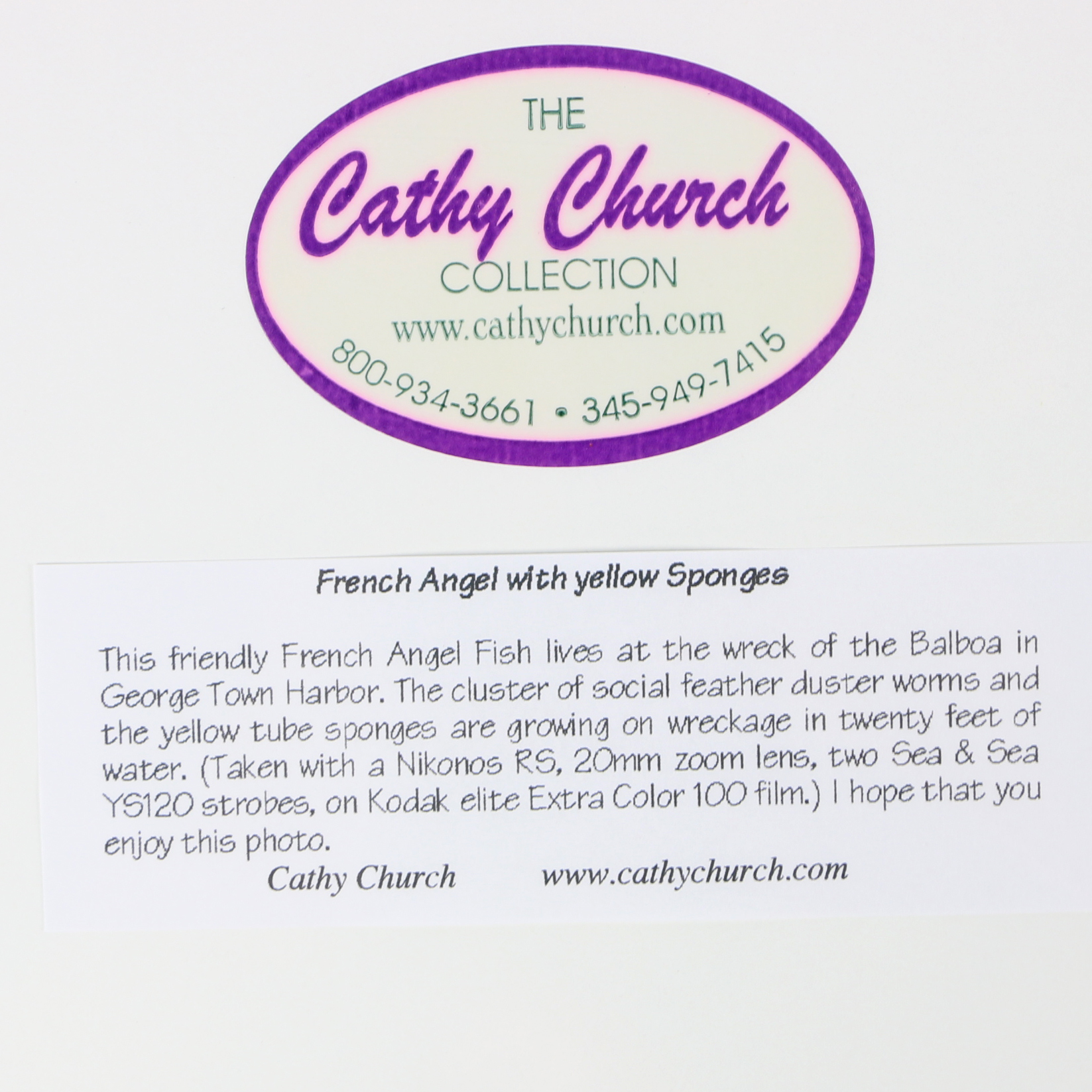 Cathy Church Photographs of Underwater Wildlife | EBTH