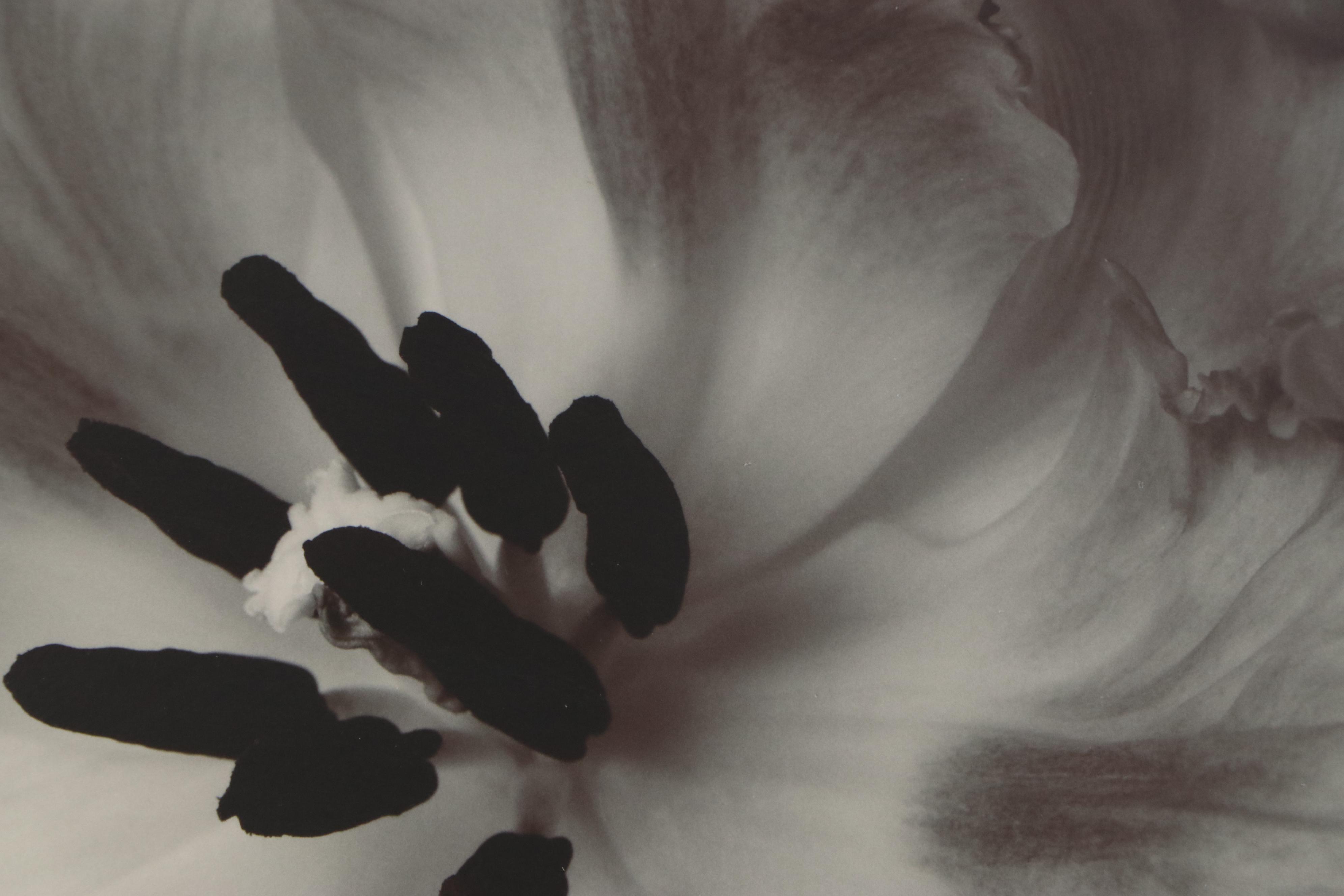 Tom Baril Silver Gelatin Photograph "Parrot Tulip", 1998 | EBTH
