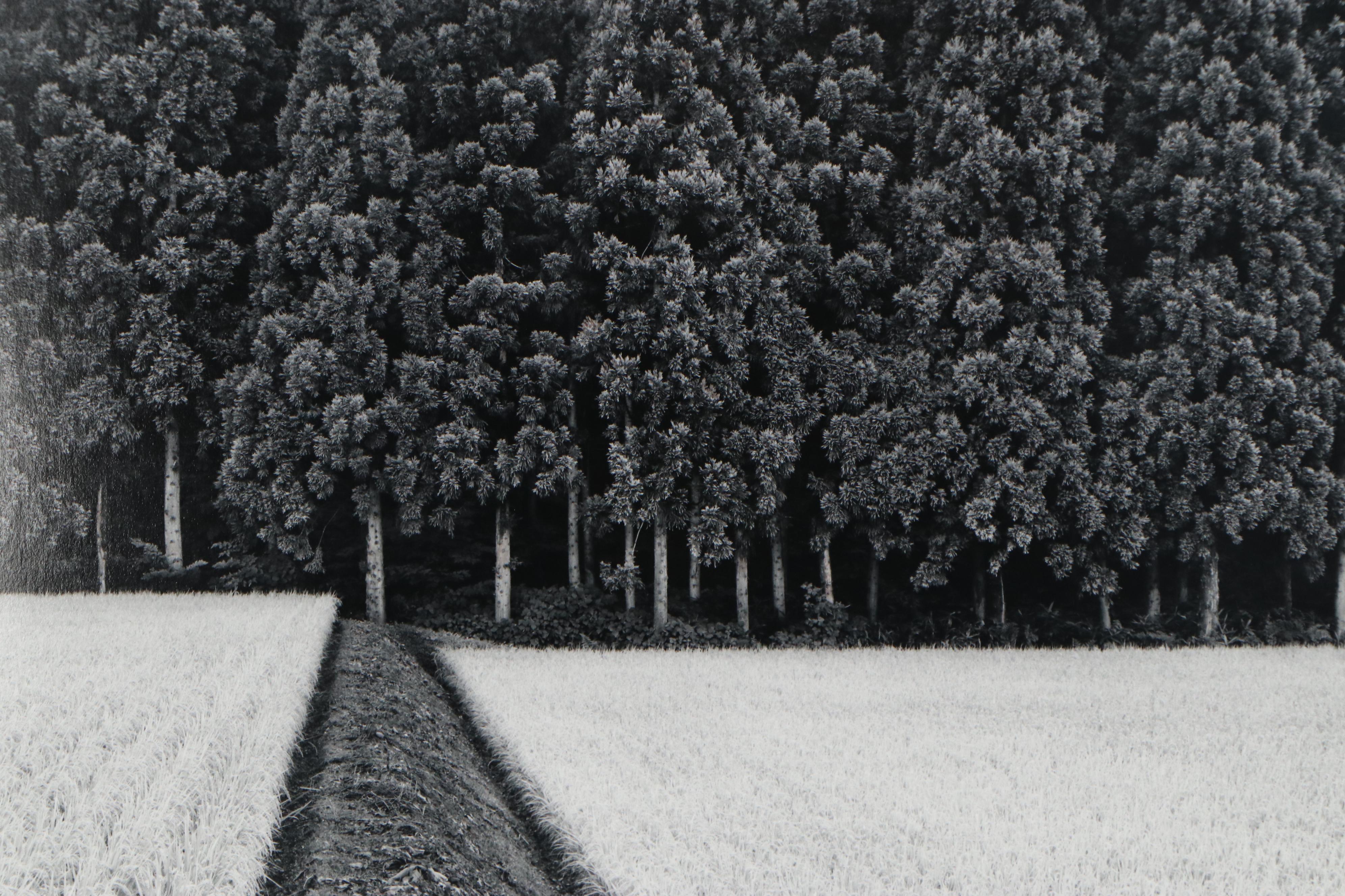John Sexton Silver Gelatin Photograph "Rice Field and Pine Forest ...