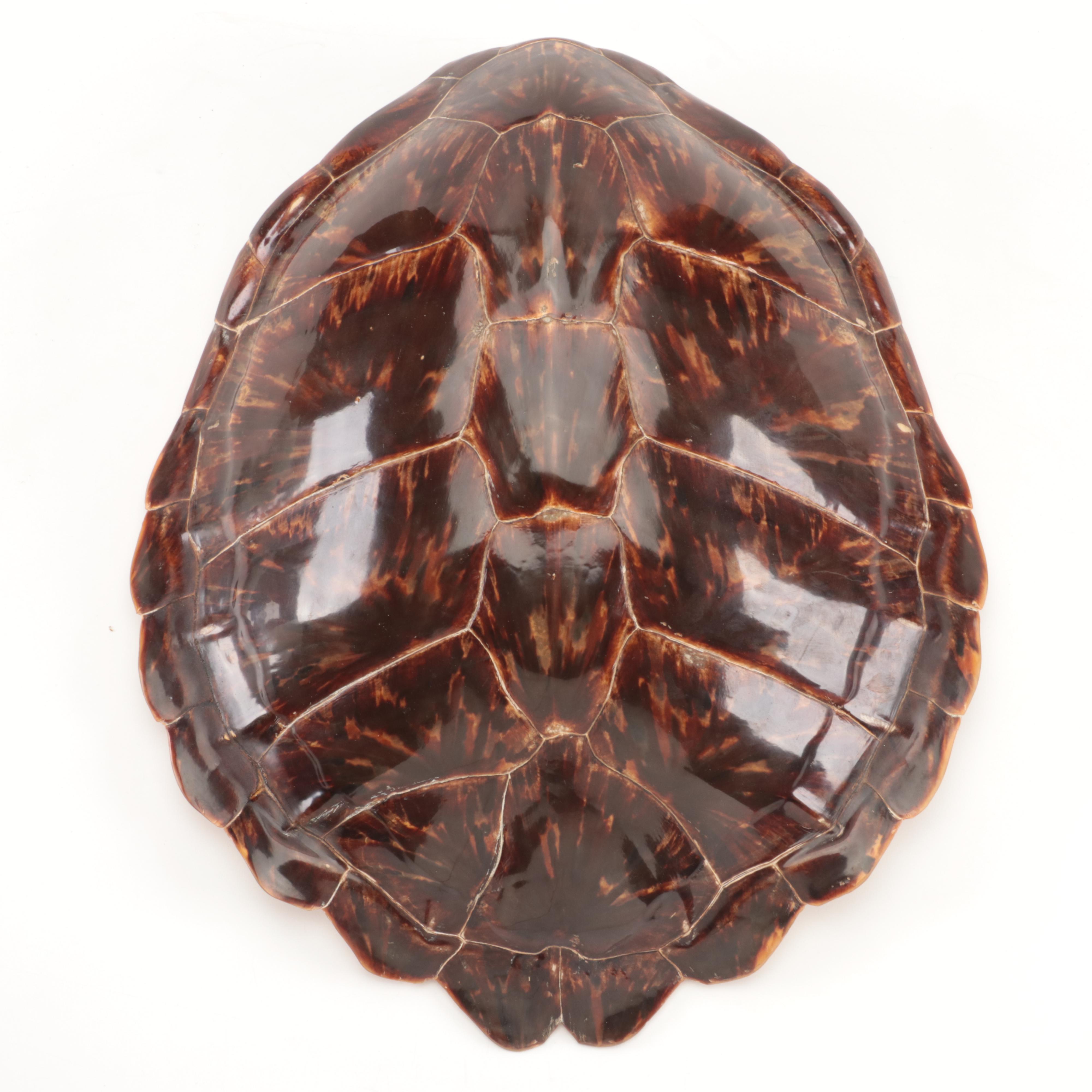 Hawksbill Sea Turtle Shell, Early 20th Century | EBTH