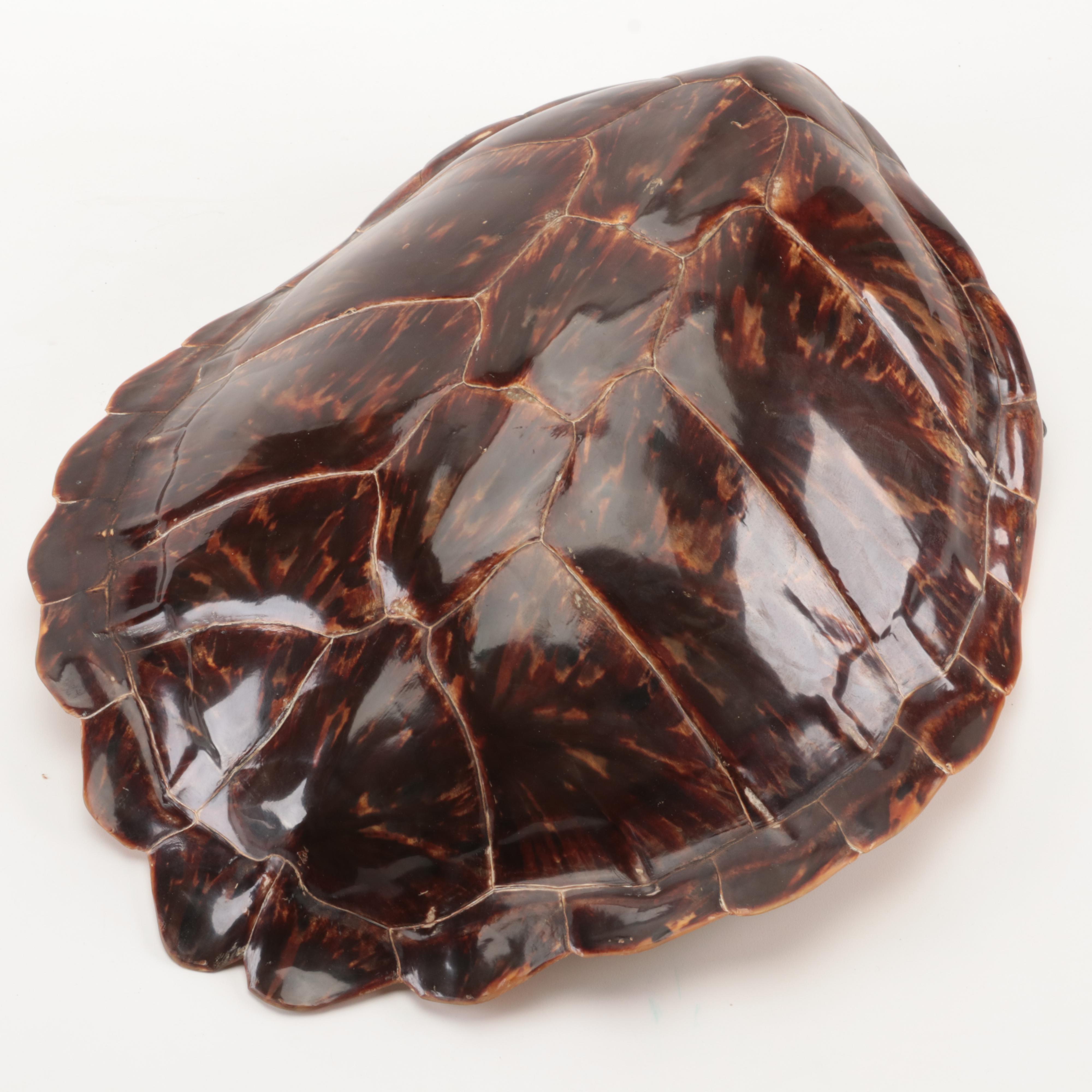 Hawksbill Sea Turtle Shell, Early 20th Century | EBTH