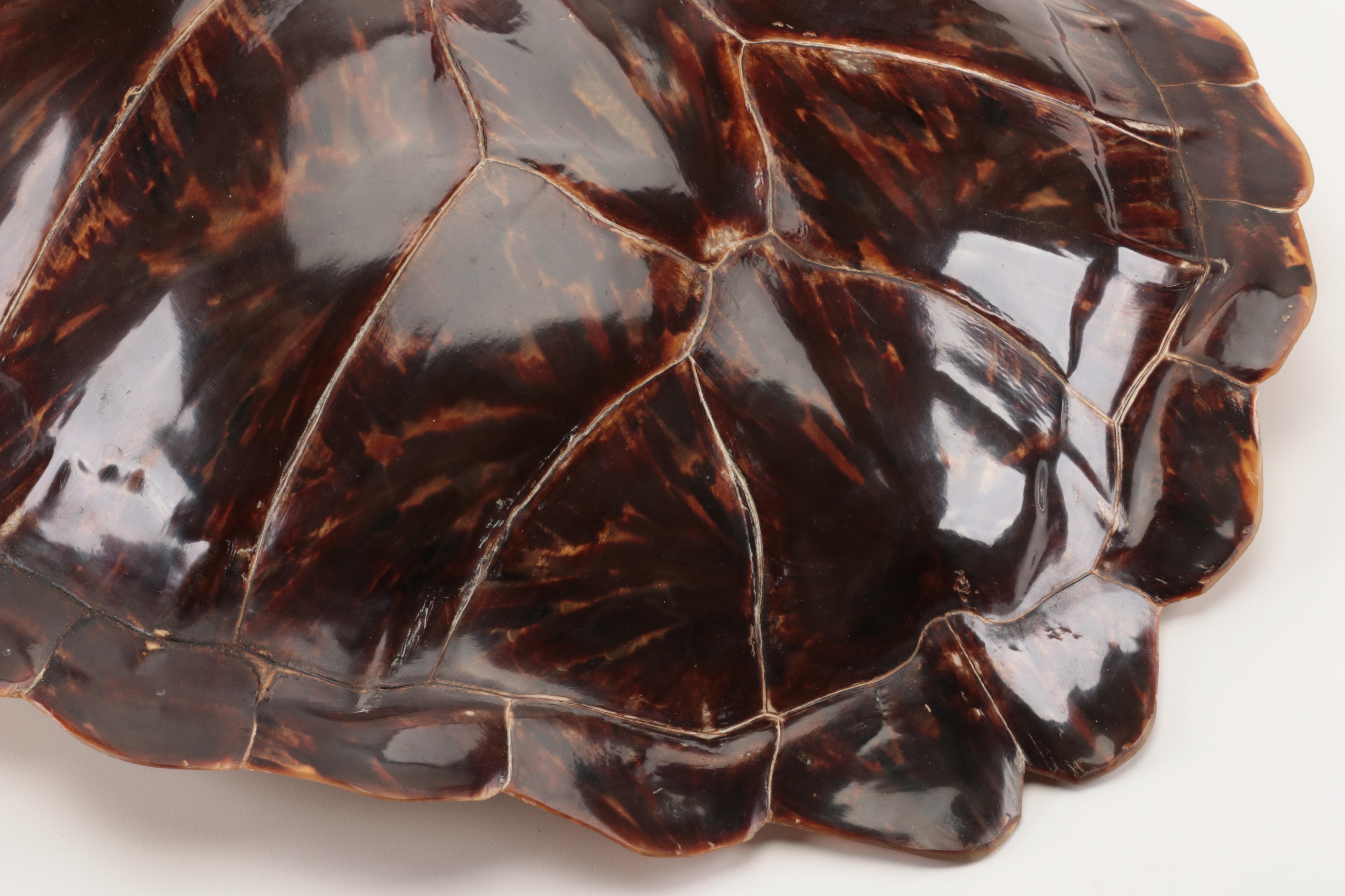 Hawksbill Sea Turtle Shell, Early 20th Century | EBTH