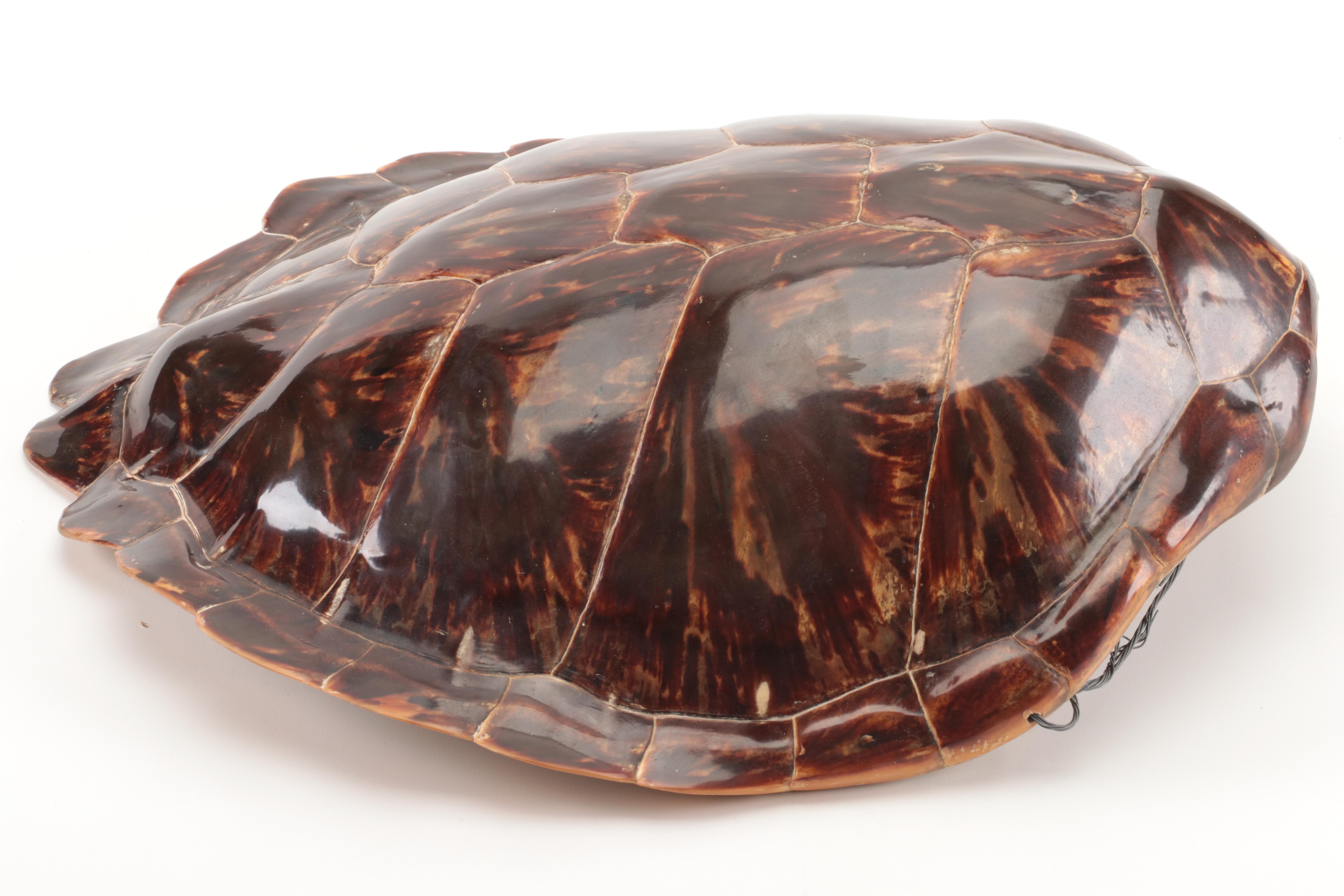 Hawksbill Sea Turtle Shell, Early 20th Century | EBTH